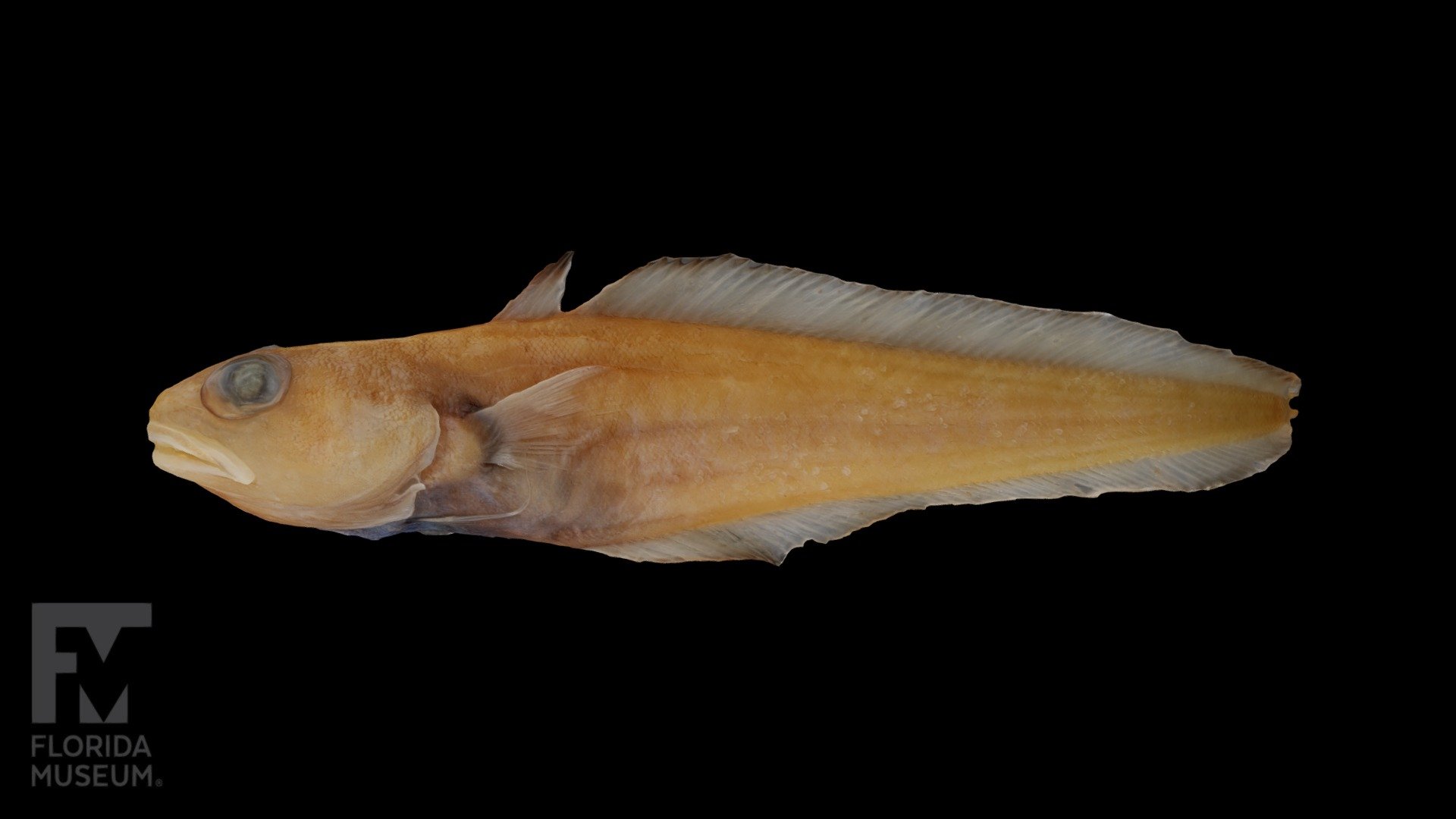 Japanese codling, Moridae - 3D model by FloridaMuseum [e97f7a7] - Sketchfab