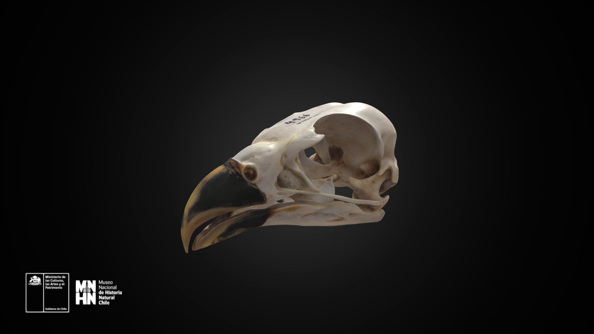Phalcoboenus megalopterus - Download Free 3D model by Museo Nacional de ...