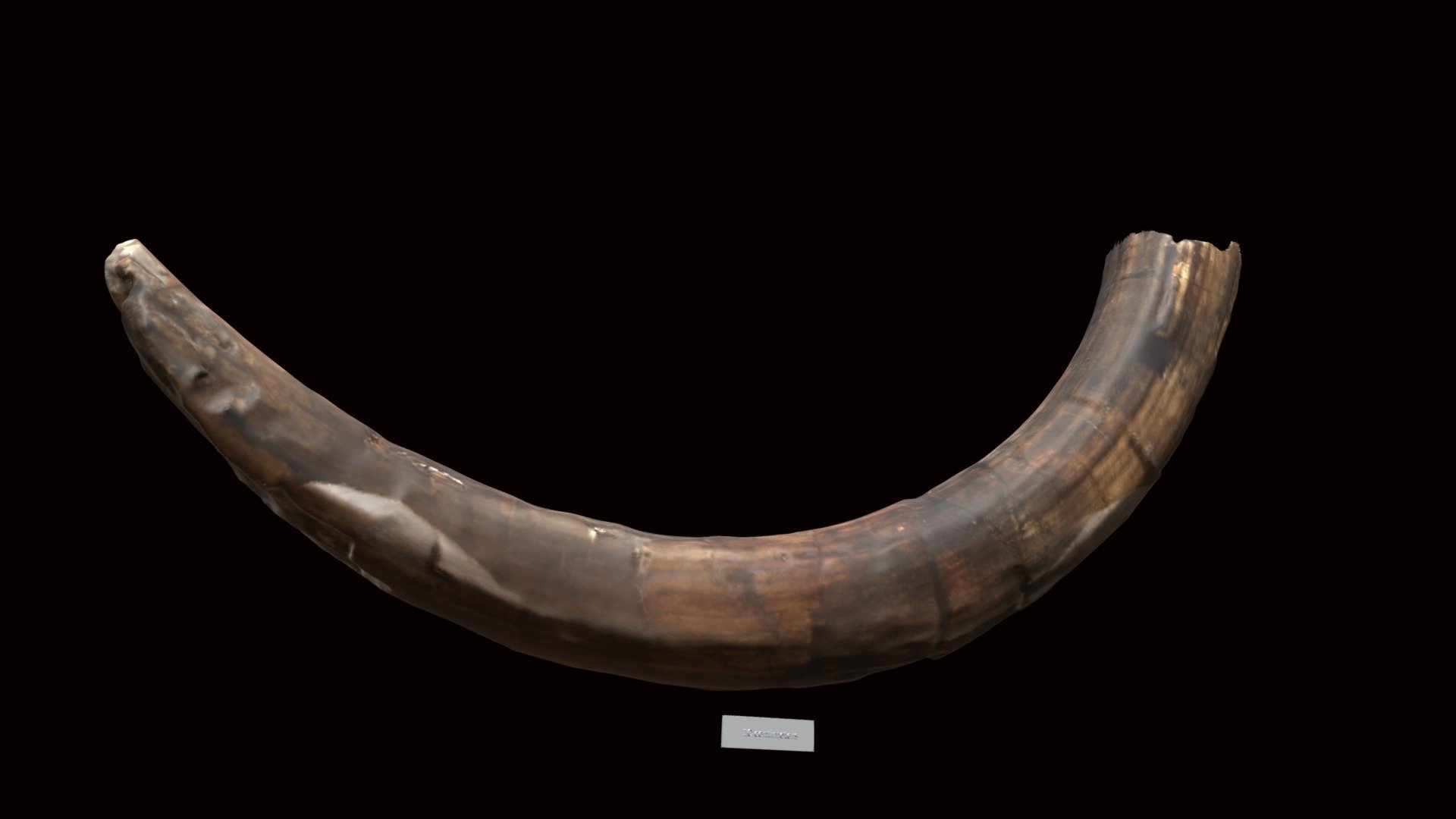 Cohoes Mastodon Tusk (VCU_3D_3634) - Download Free 3D model by Virtual ...