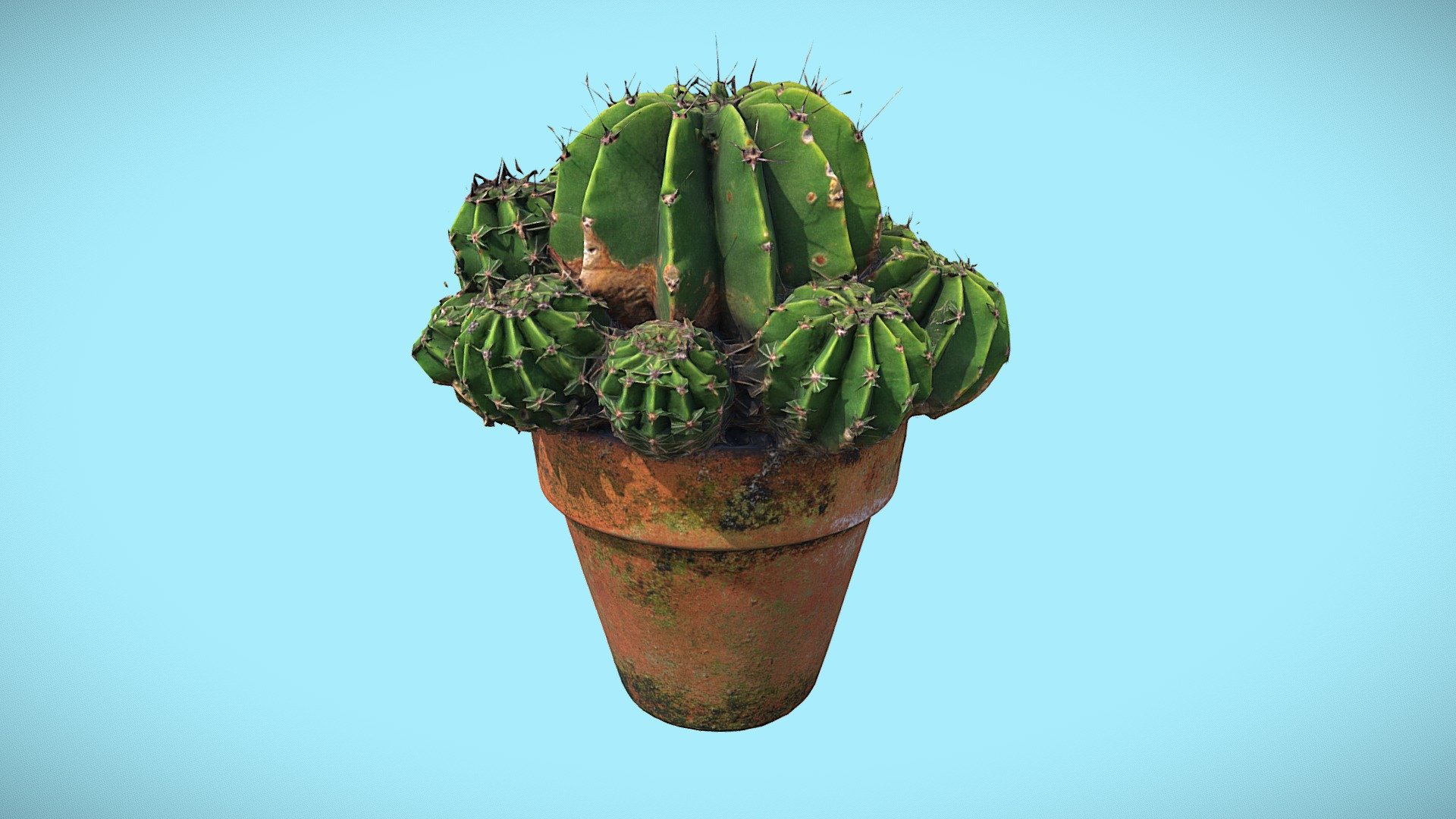 Cactus - Buy Royalty Free 3D model by Frank McMains (@frankmcmains ...