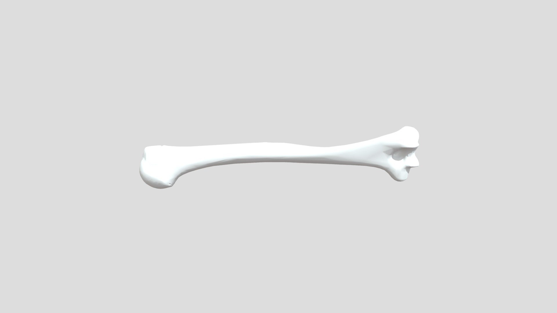 right_humerus - 3D model by jmpattillo [e9914f3] - Sketchfab