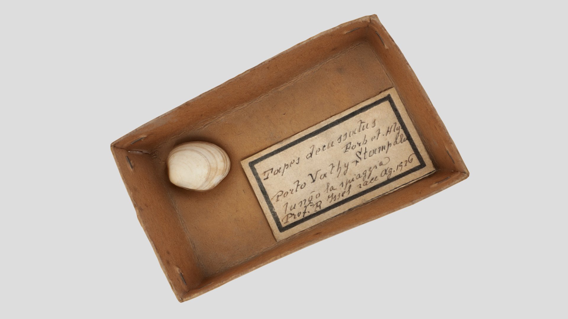 Tapes decussatus - 3D model by SMA-UniGe [e99508d] - Sketchfab