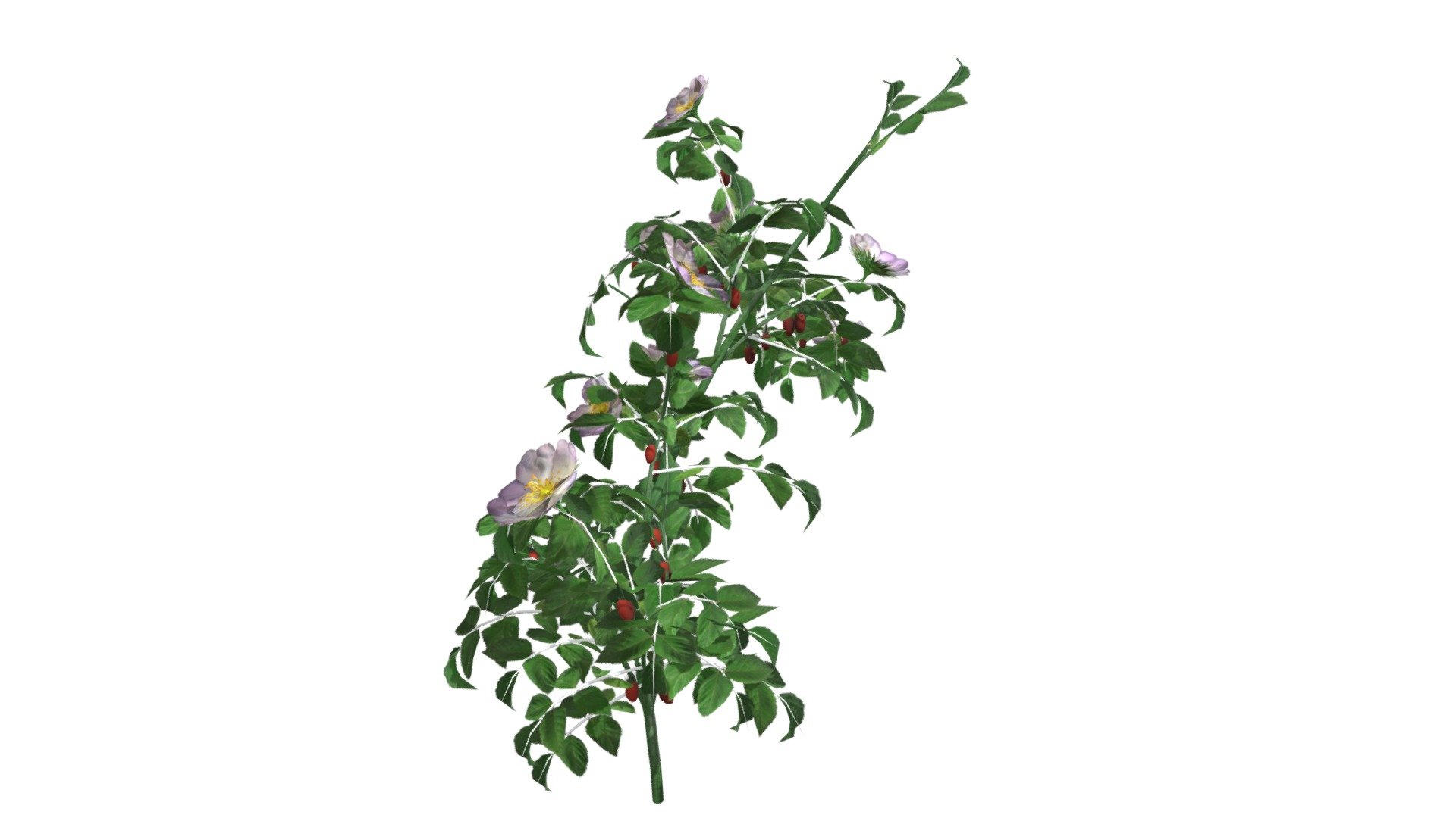 Dog Rose Flower #09 - Buy Royalty Free 3D model by meshshape [e9985bd ...