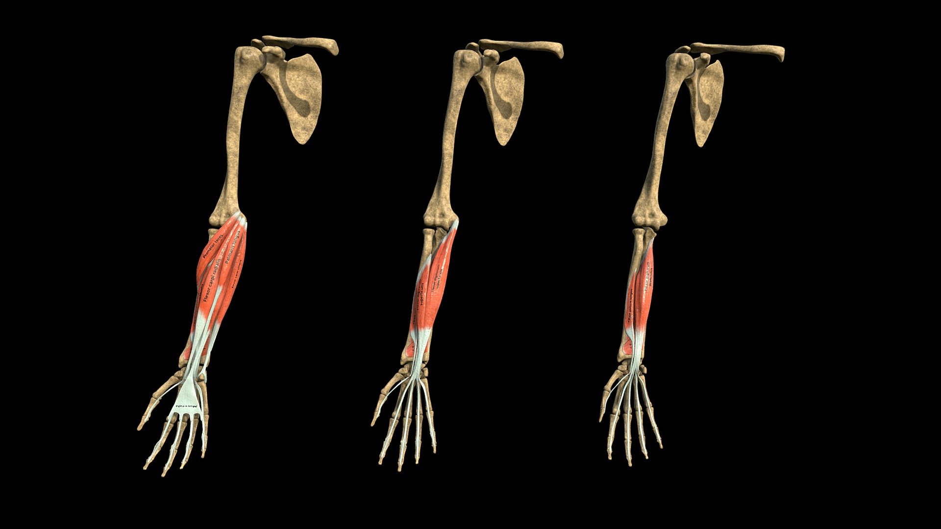 Anatomy of the Muscles of the Forearm (+labels) - 3D model by Friso ...