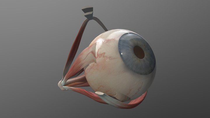 Superior_rectus 3D models - Sketchfab