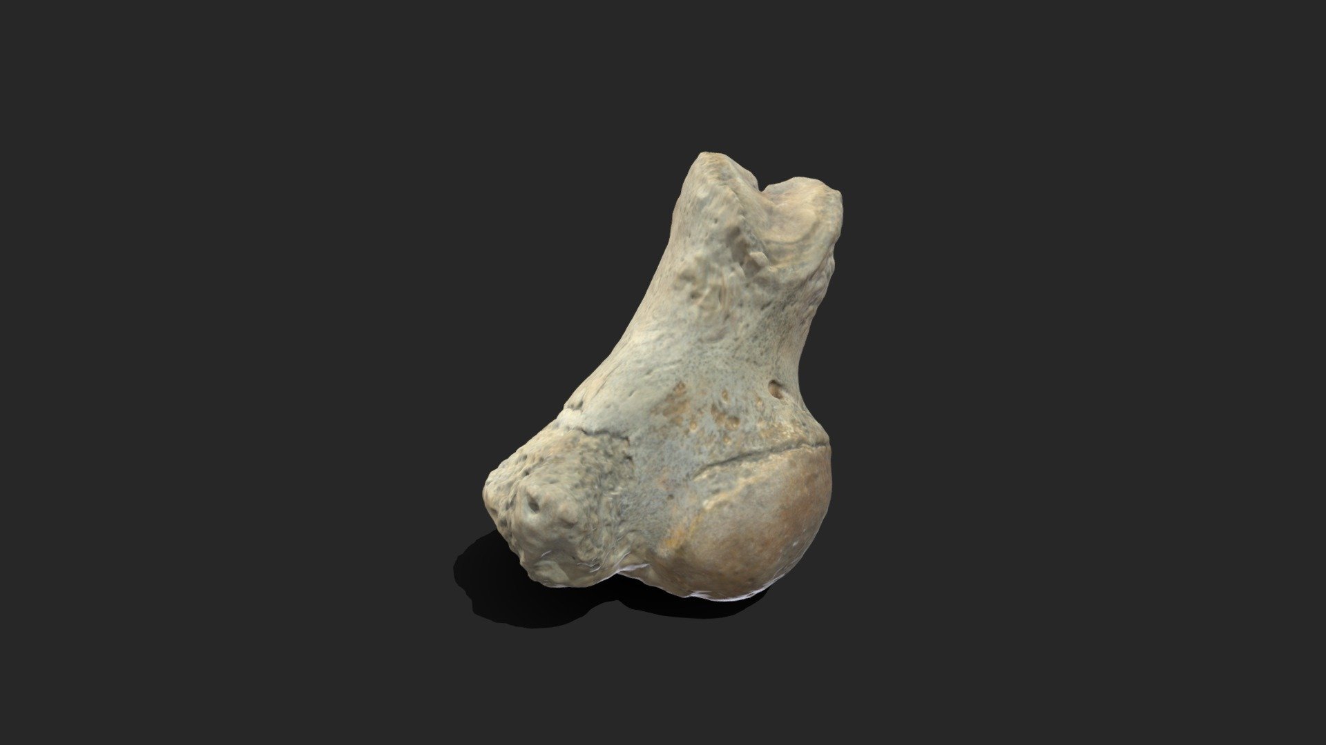 Humerous Fragment - 3D model by MSP-Paleo [e9ad8f2] - Sketchfab
