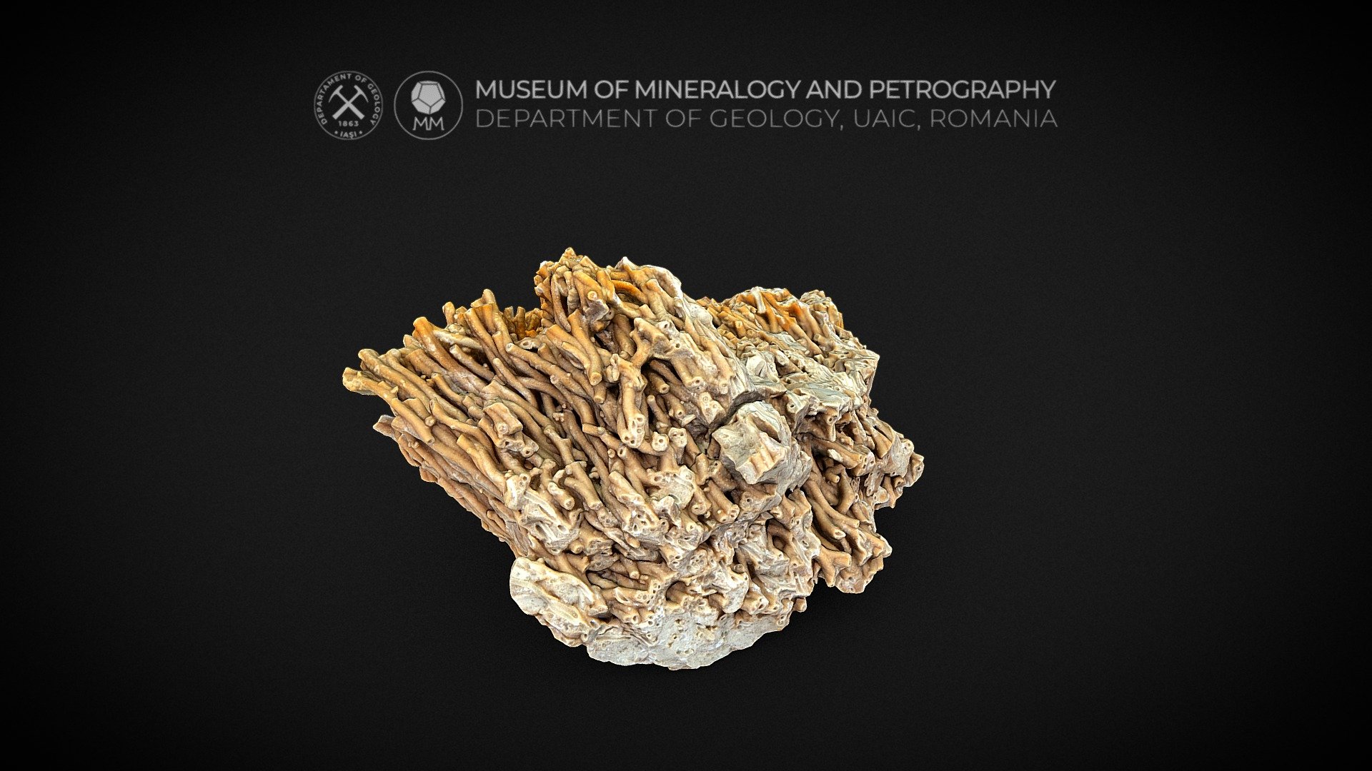 Seaside symphony: Serpula reef limestone - 3D model by Museum of ...