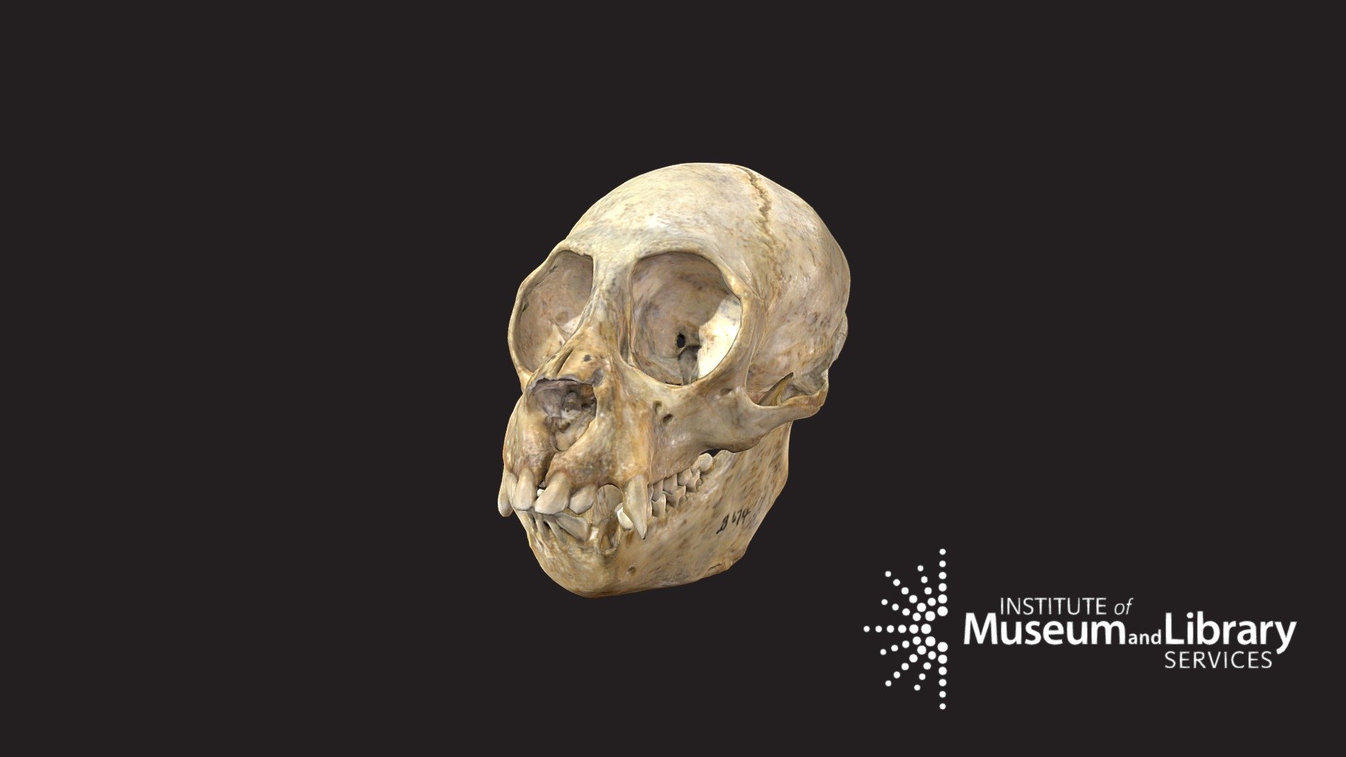 HTB 0674, Monk Saki Skull - 3D model by Cleveland Museum of Natural ...