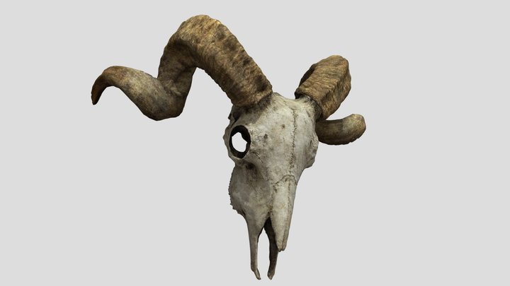 Anatomy-reference 3D models - Sketchfab