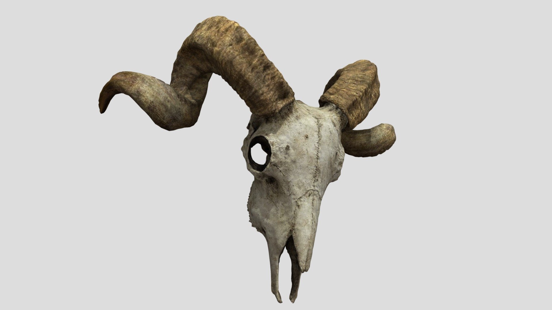 Ram Skull - Buy Royalty Free 3D model by luxe3dworld [e9b5b1d ...