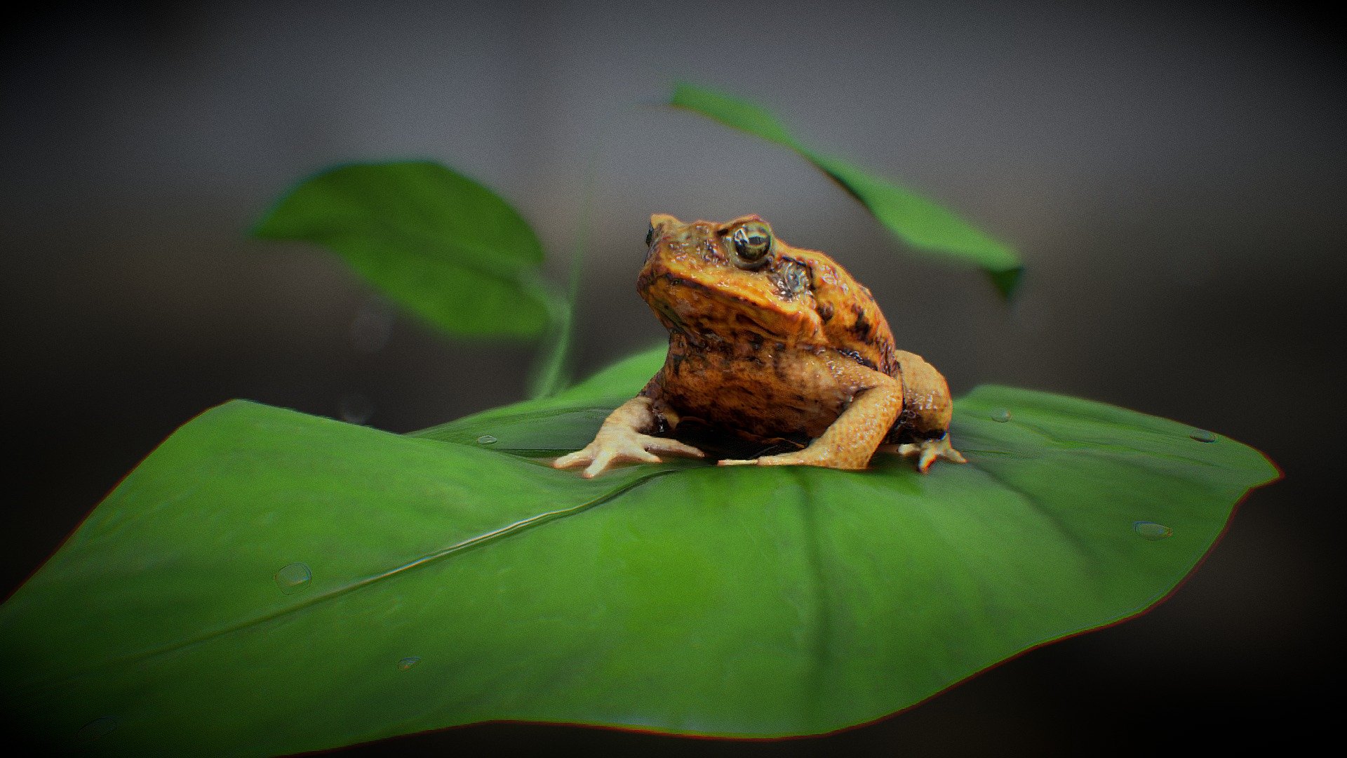 Toad - Download Free 3D model by denis_cliofas [e9bae0f] - Sketchfab