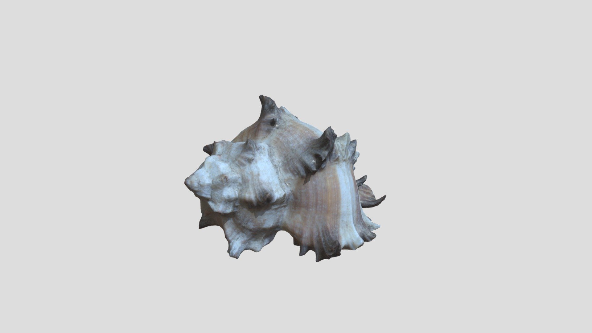 SEASHELL_6 - Buy Royalty Free 3D model by GeneSalad [e9c1b77 ...