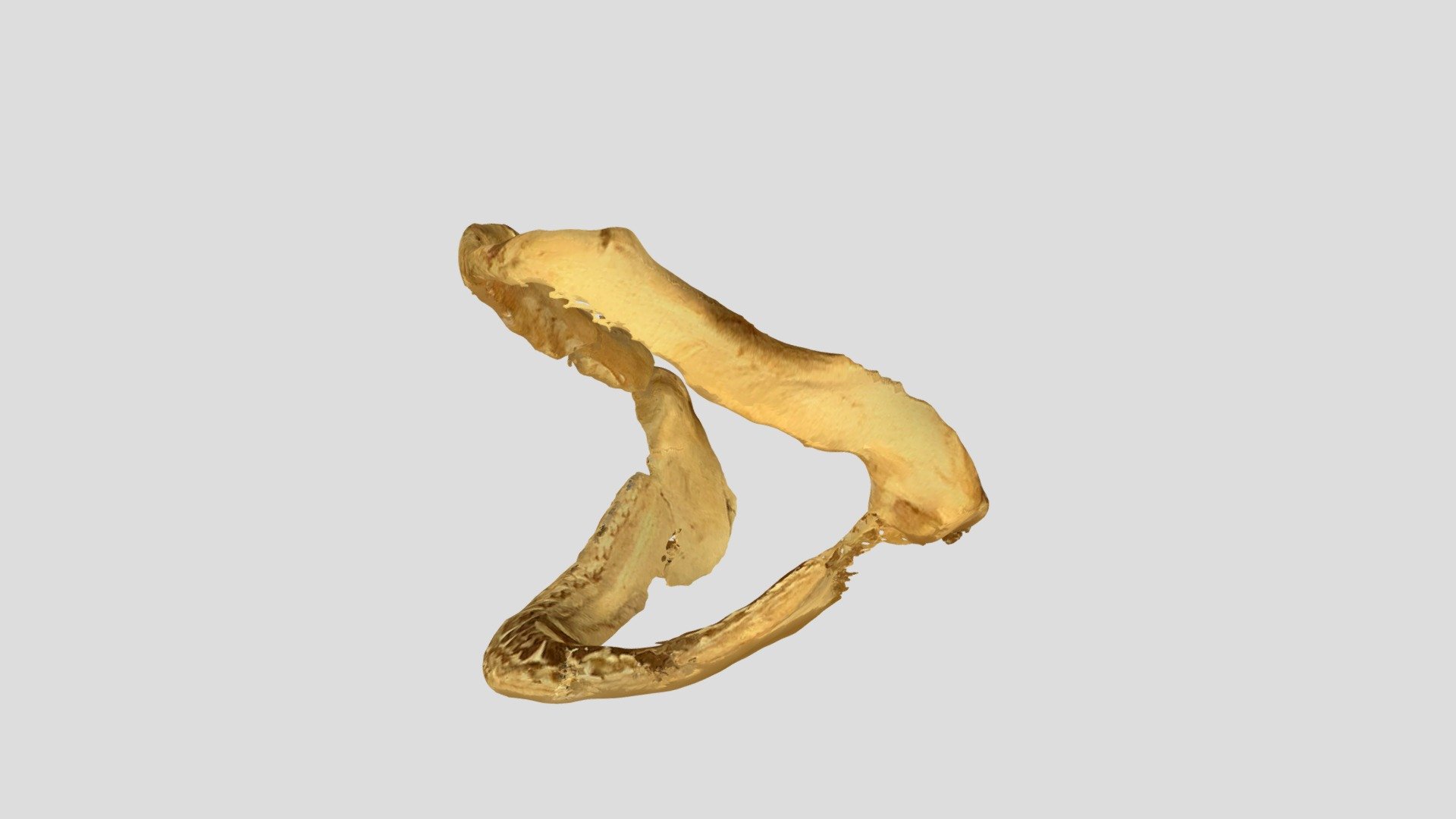 Sand Shark Jaws (Qlone) - Download Free 3D model by andy_in_pmae-ed ...