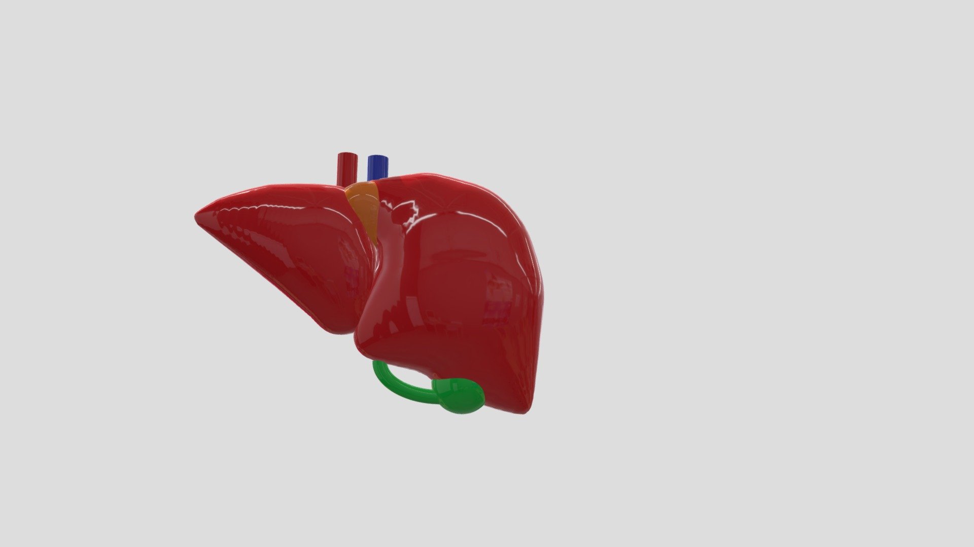 liver human anatomy - Download Free 3D model by AkuMURI [e9c8954 ...