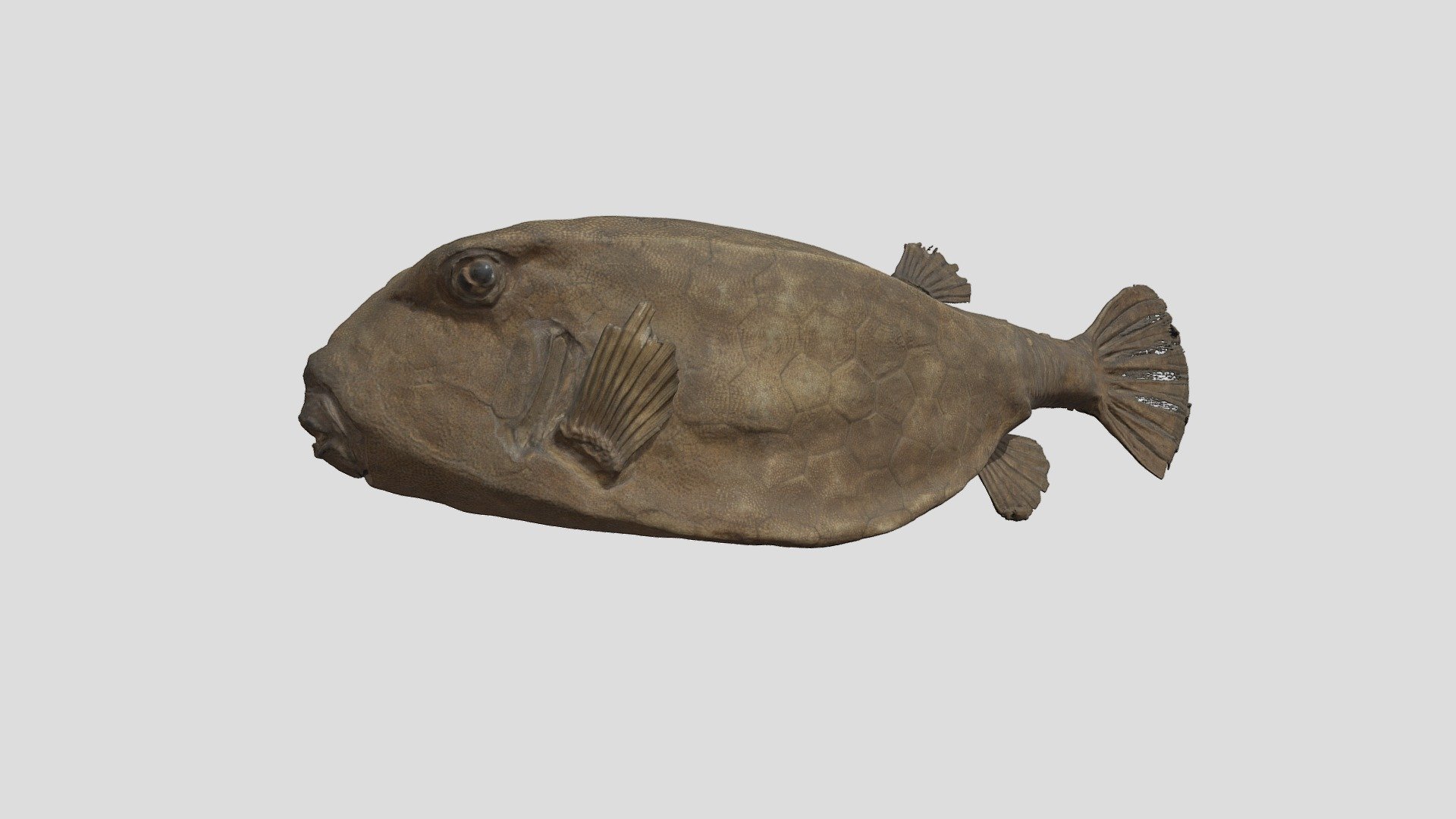 Specimen - Ostracion cubicus Linnaeus, 1758 - 3D model by Chau Chak ...