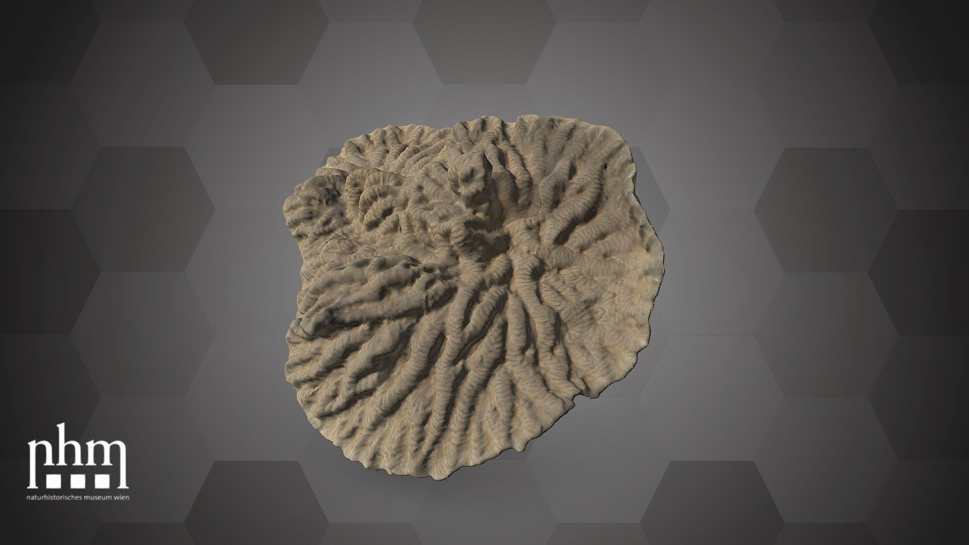 Merulina ampliata (NHMW-Zoo3-EV15371) - Download Free 3D model by ...