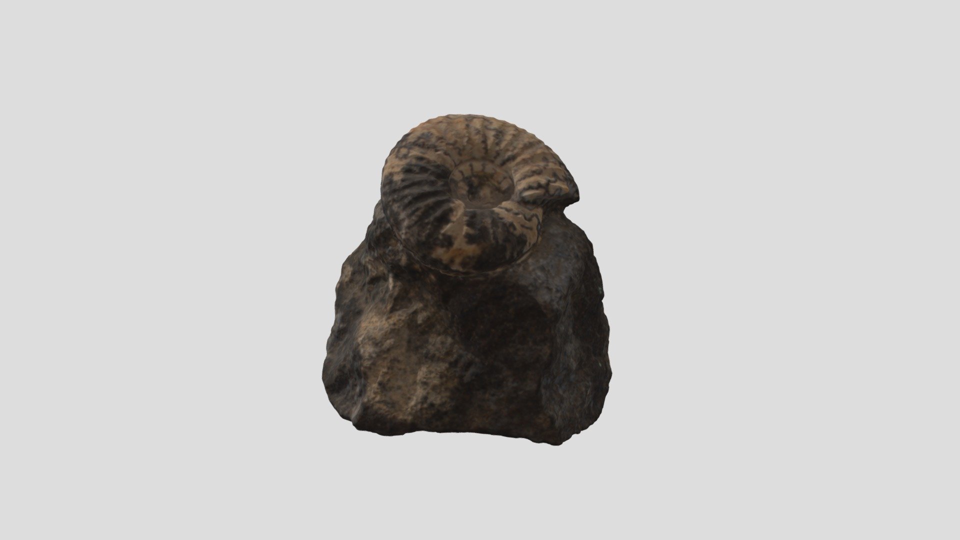Fossil - 3D model by Nathan.Parrott [e9d9544] - Sketchfab