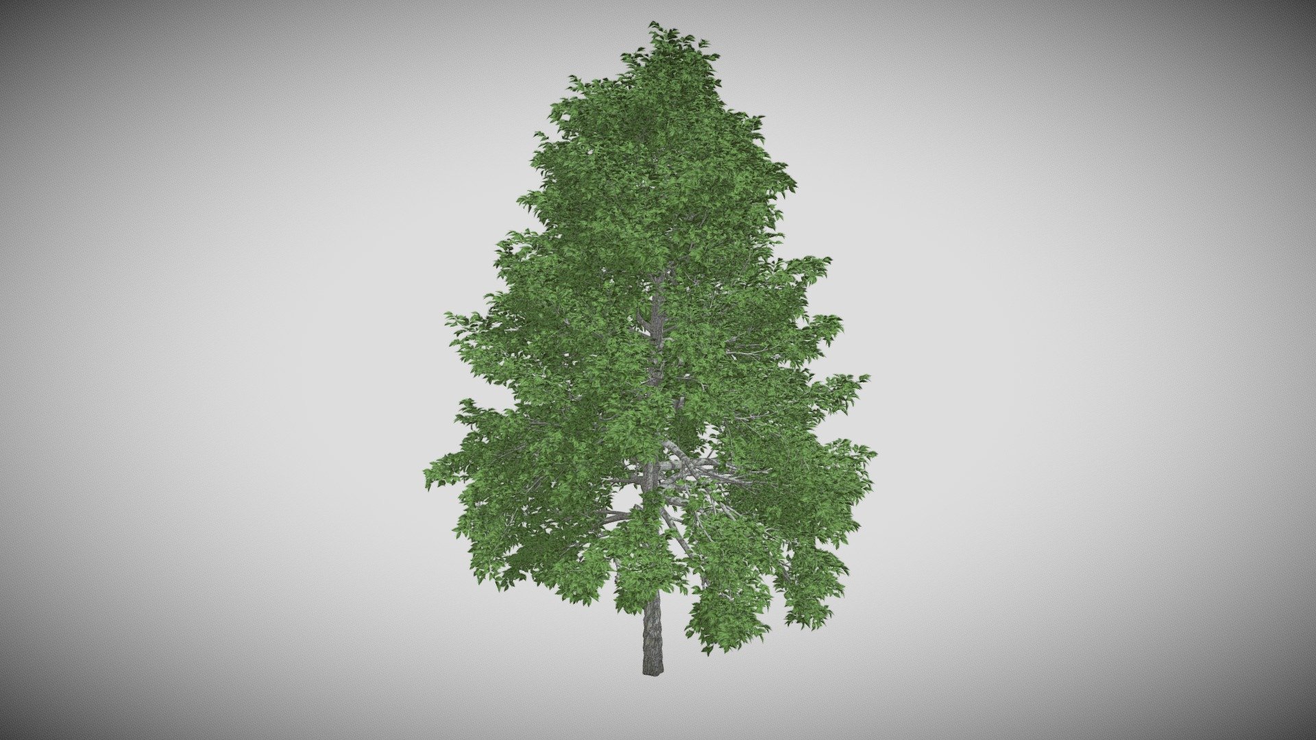 Black Gum Tree - Buy Royalty Free 3D model by DATEC_Studio [e9ddb12] - Sketchfab Store