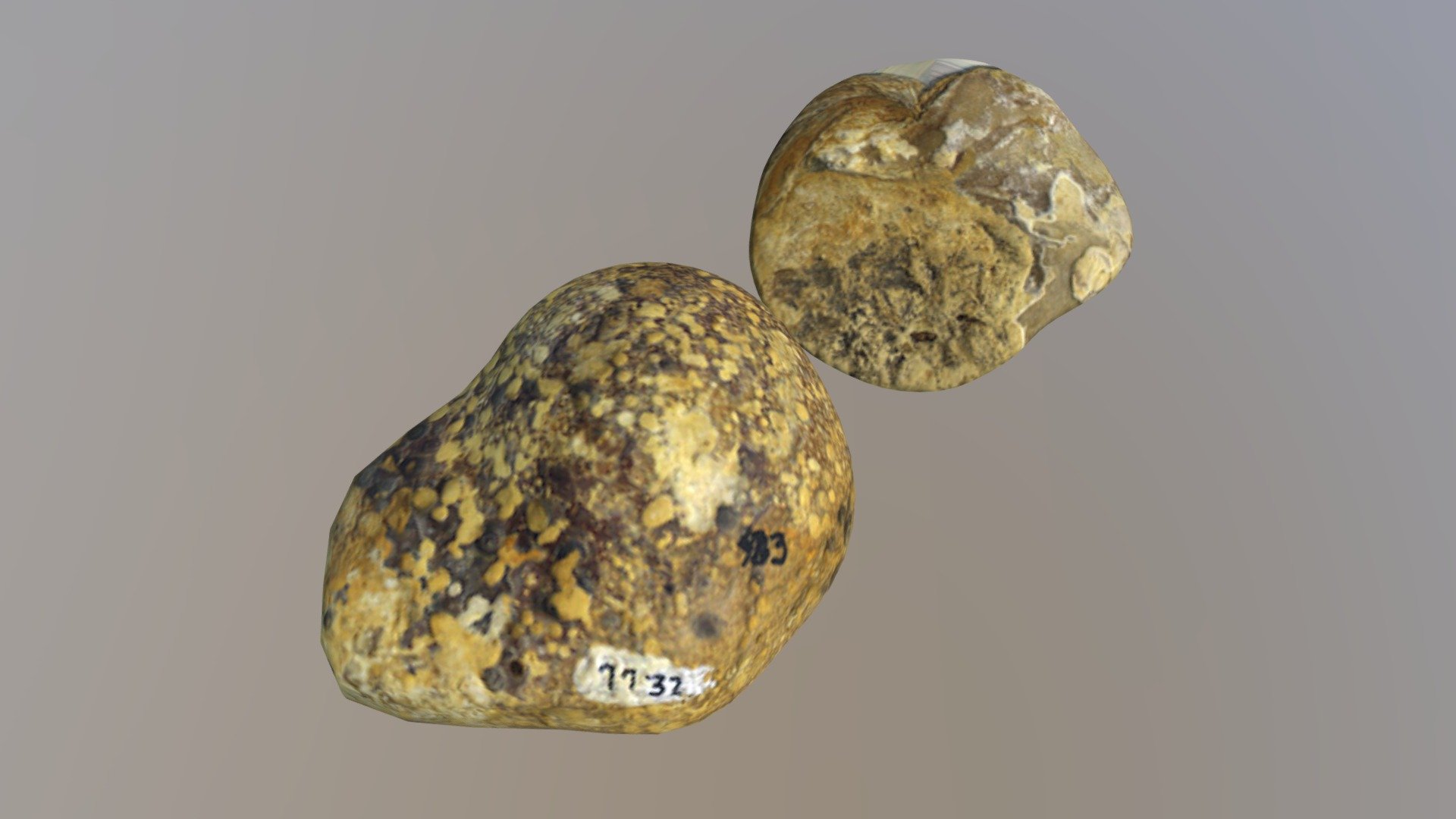 Question 3D Exogyra - 3D model by Systematic Paleontology Missouri S&T ...
