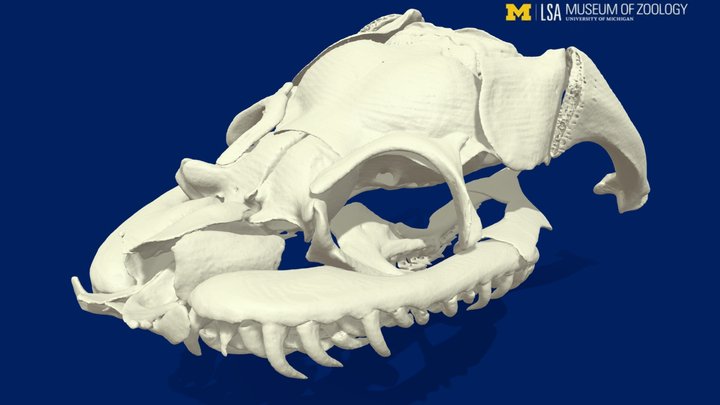 Snakes 3D models - Sketchfab