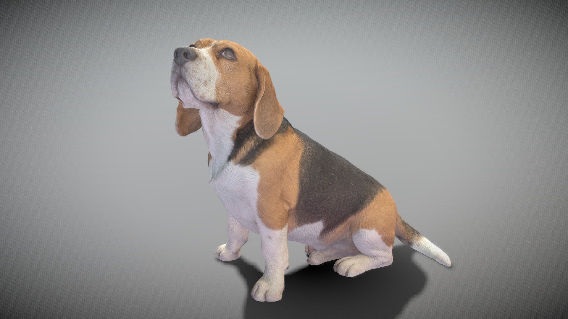 Beagle dog 18 - Buy Royalty Free 3D model by deep3dstudio [e9efae4 ...