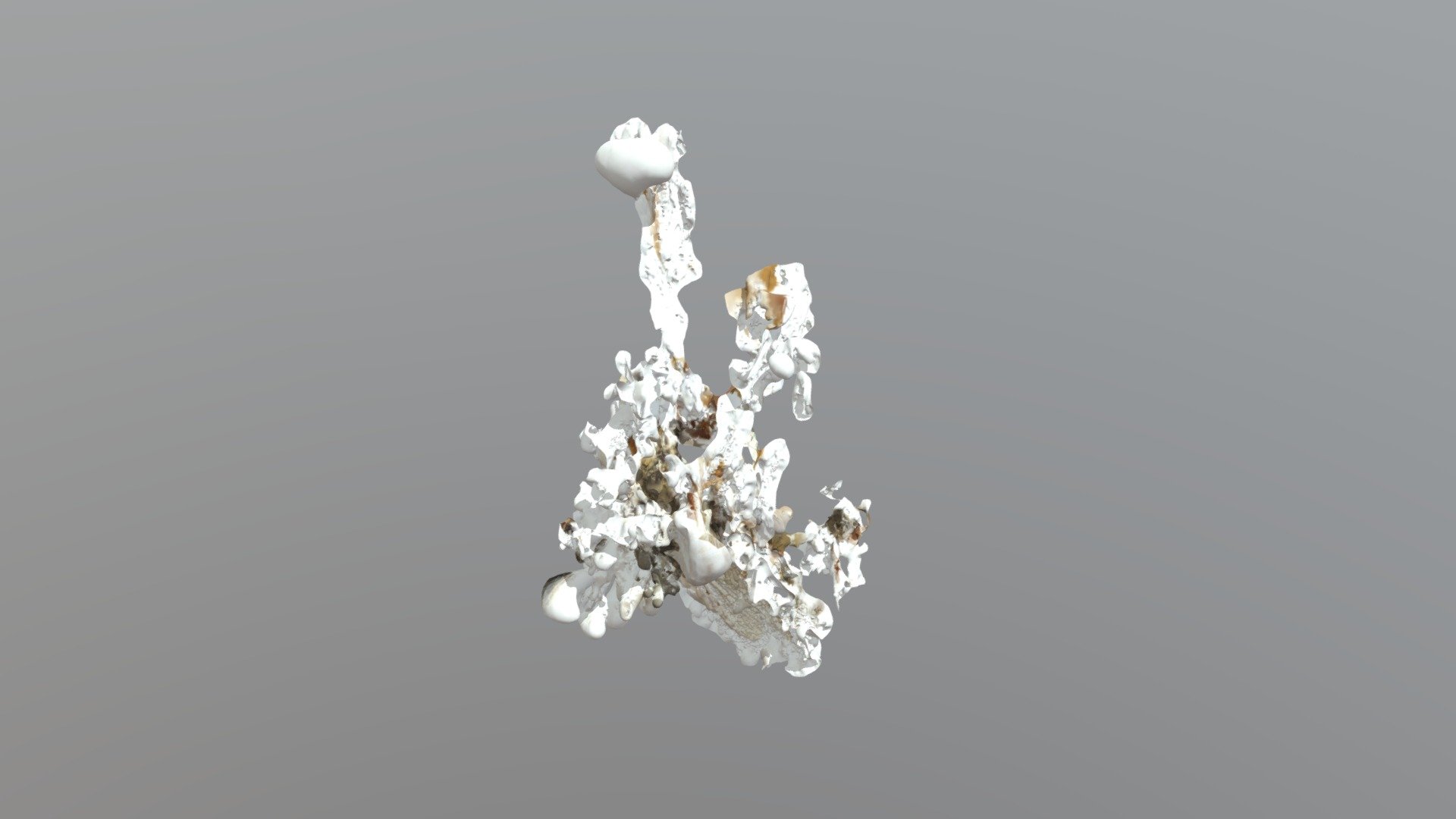 Pix4D - Acanthopleura ravus - 3D model by FIP-Cohort9 [e9f0418] - Sketchfab