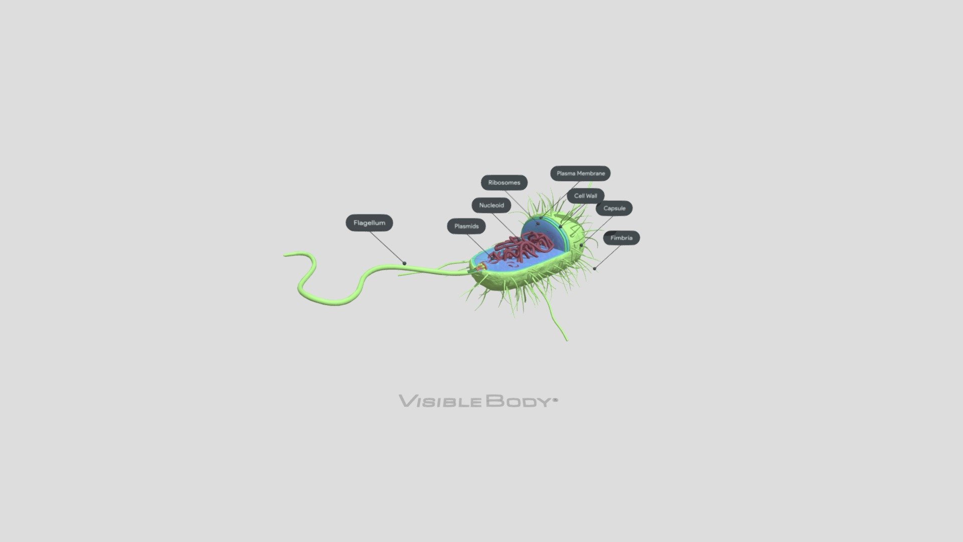 prokaryotic-cell - 3D model by hihellowhatsup5028 [e9f3ff7] - Sketchfab