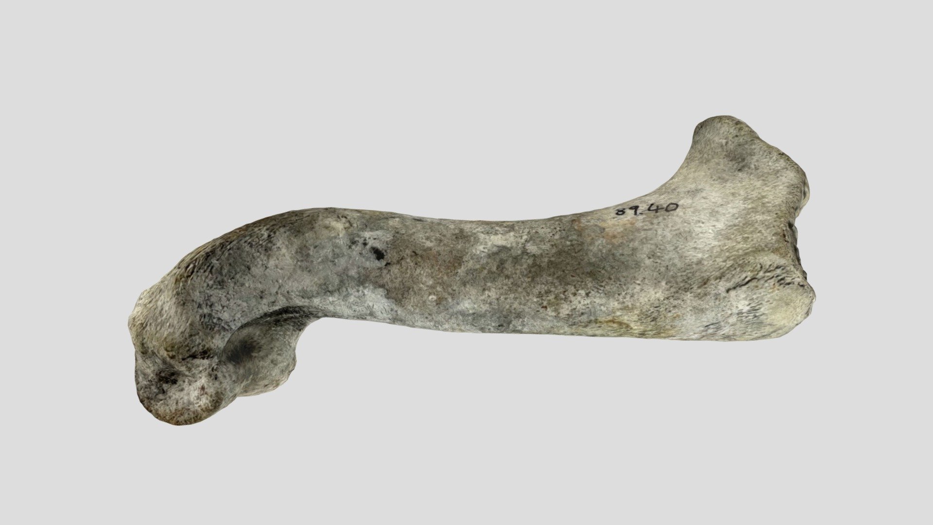 Pig humerus EOA:2022.90.3 - Download Free 3D model by Portland Museum ...