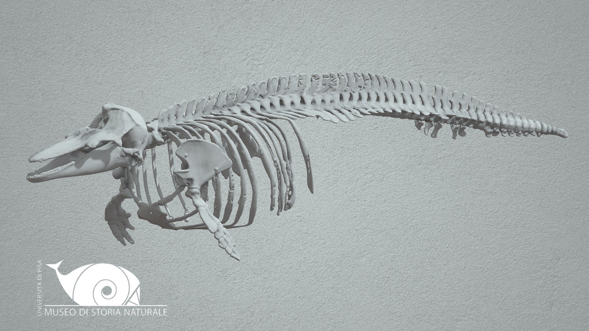 Harbour porpoise - 3D model by Natural History Museum, University of ...