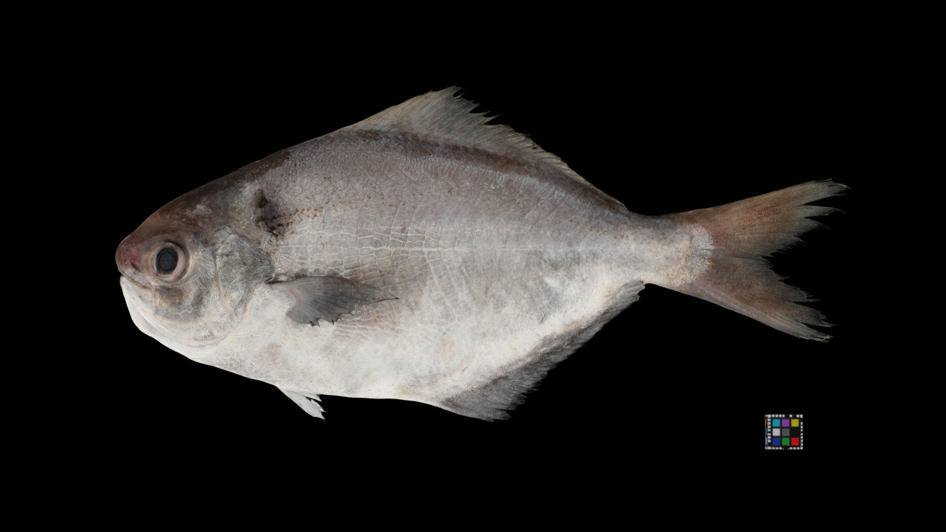 イボダイ Pacific Rudderfish, Psenopsis anomala - Download Free 3D model by ...