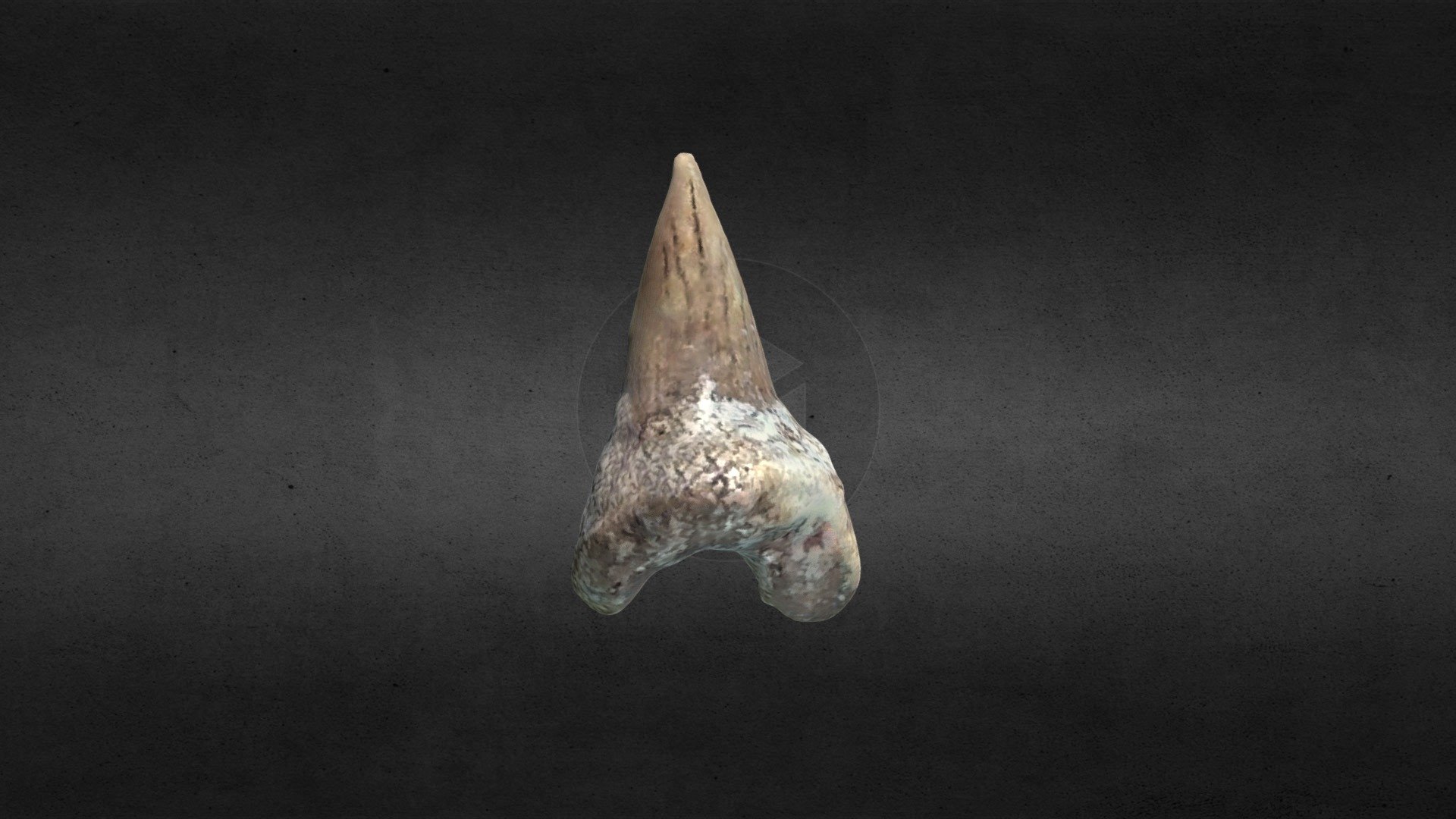 Fossil Shark Tooth - Buy Royalty Free 3D model by holgercp [ea02234 ...