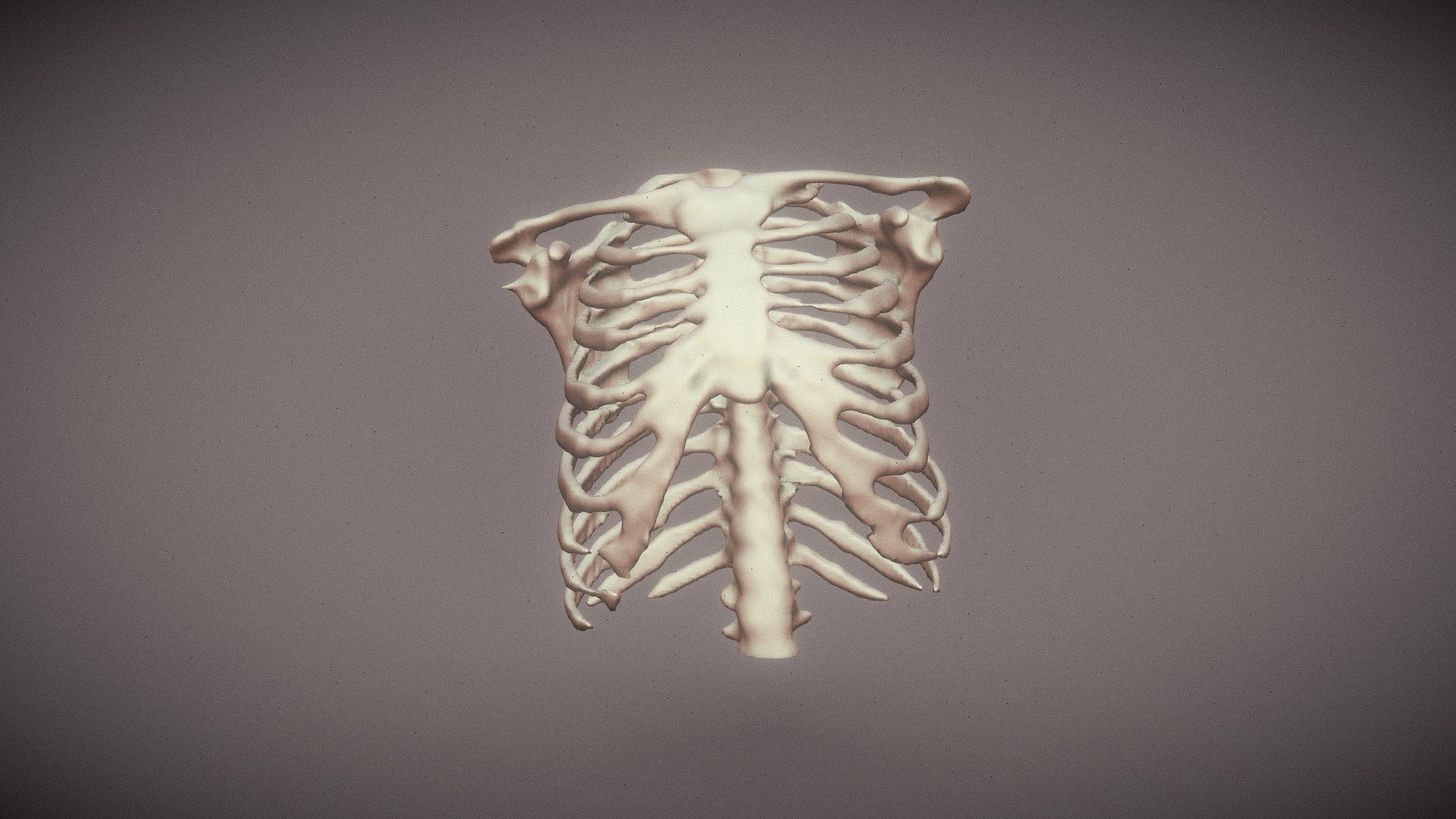 Project 206 Ribs 3d Model By Emcgibbony2040 [ea0439e] Sketchfab