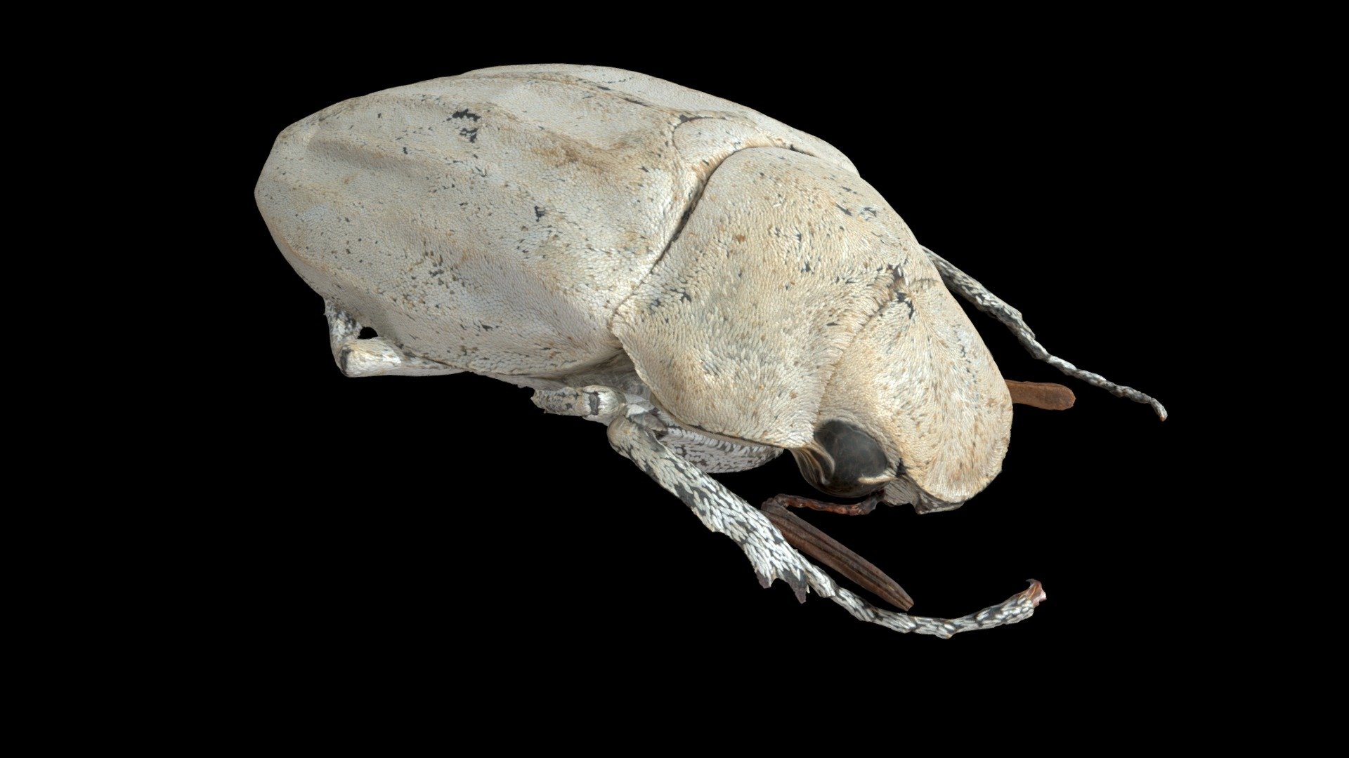 White Scarab (Scarabaeidae) - 3D model by macroscans [ea0491b] - Sketchfab