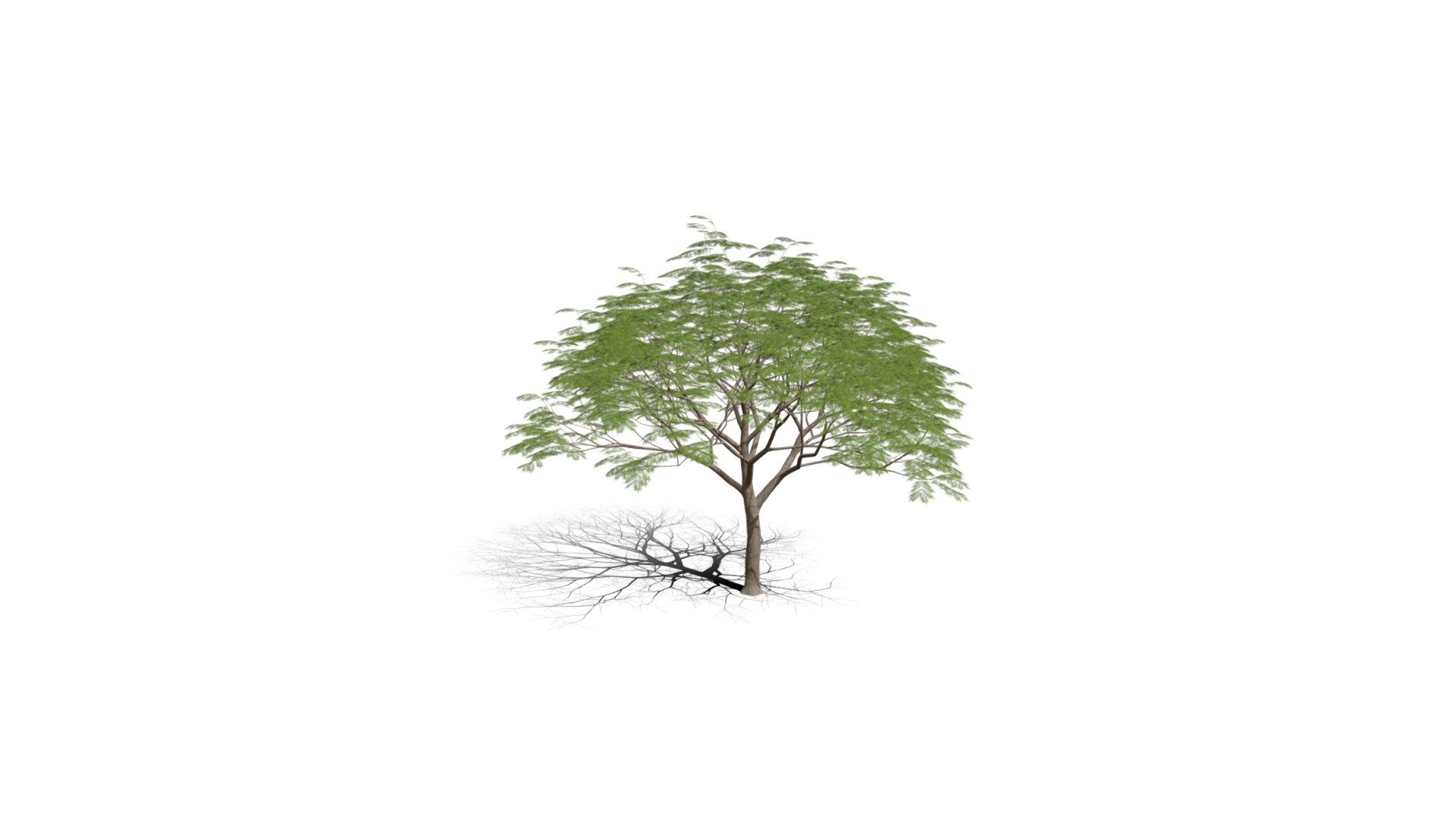Realistic HD Chinese flame tree (13/20) - Download Free 3D model by ...