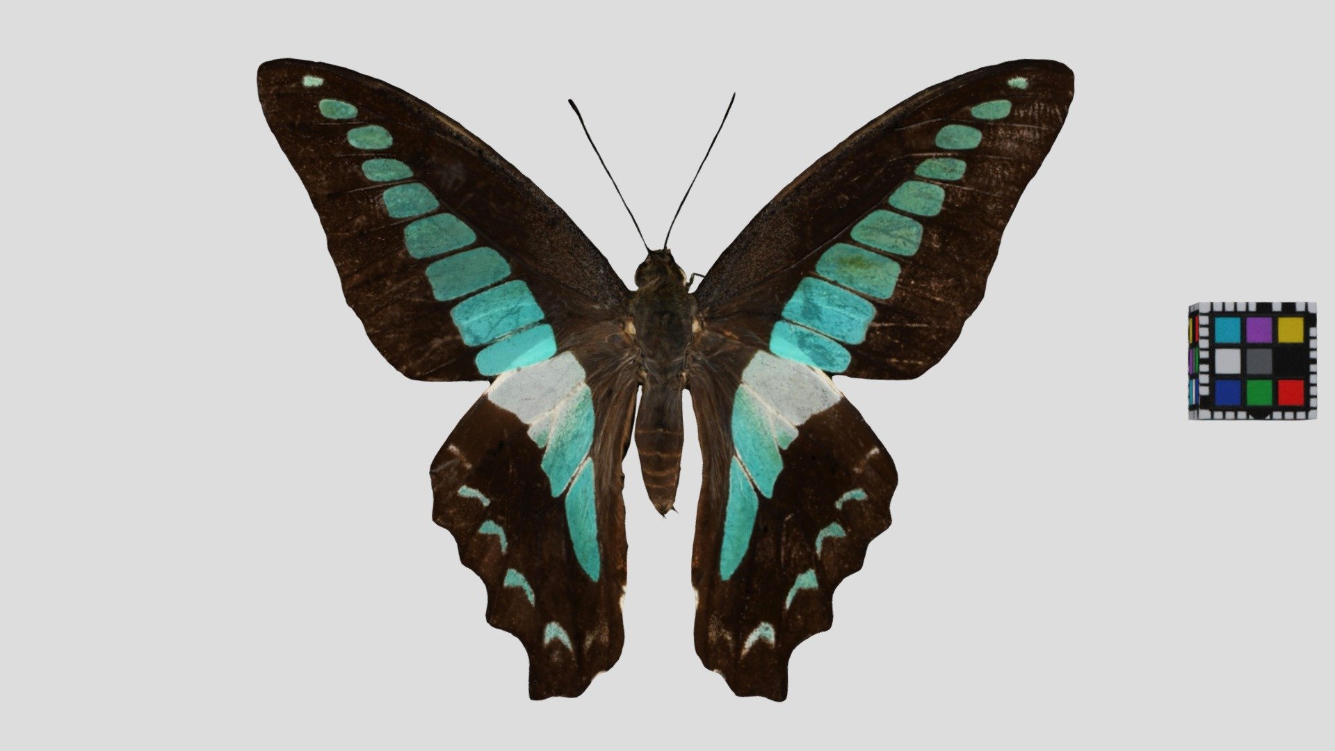 アオスジアゲハ 🦋 Common Bluebottle, Graphium sarpedon - Download Free 3D model ...