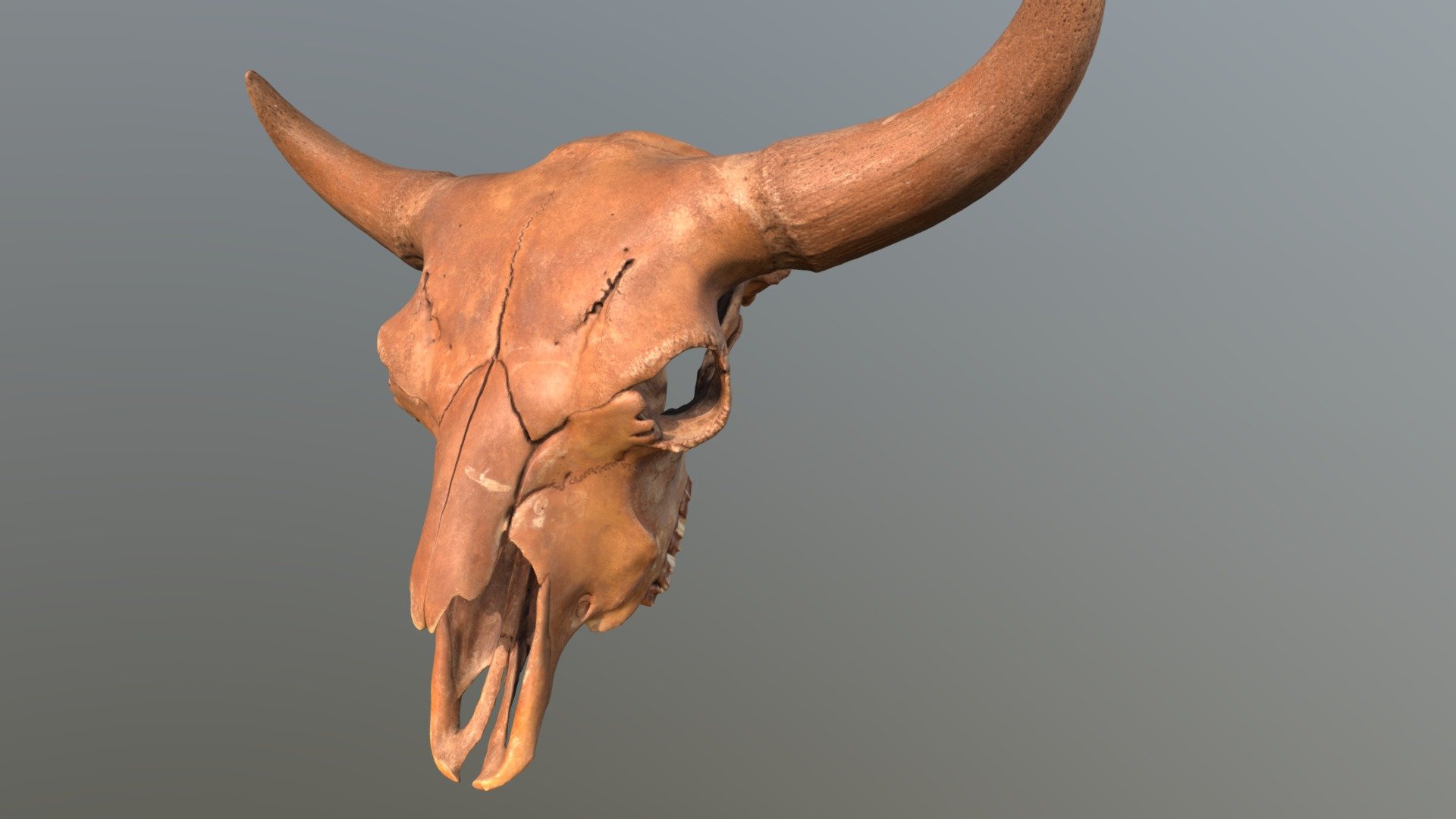 Ricky - 3D model by Kate Koury (@katekoury) [ea18a74] - Sketchfab