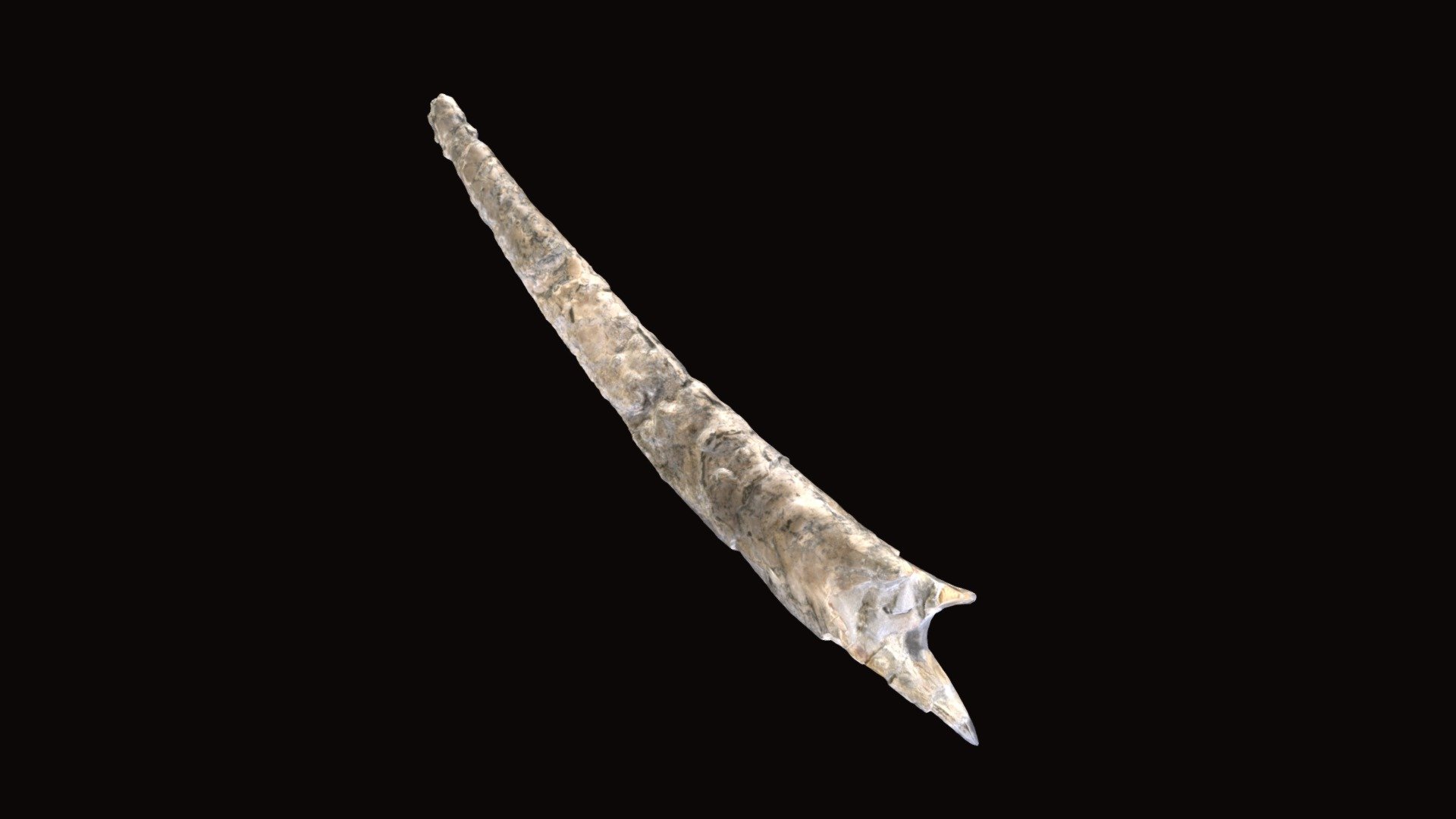 Baculites grandis - 3D model by Shellie Luallin (@Paleogirl) [ea1c95f ...