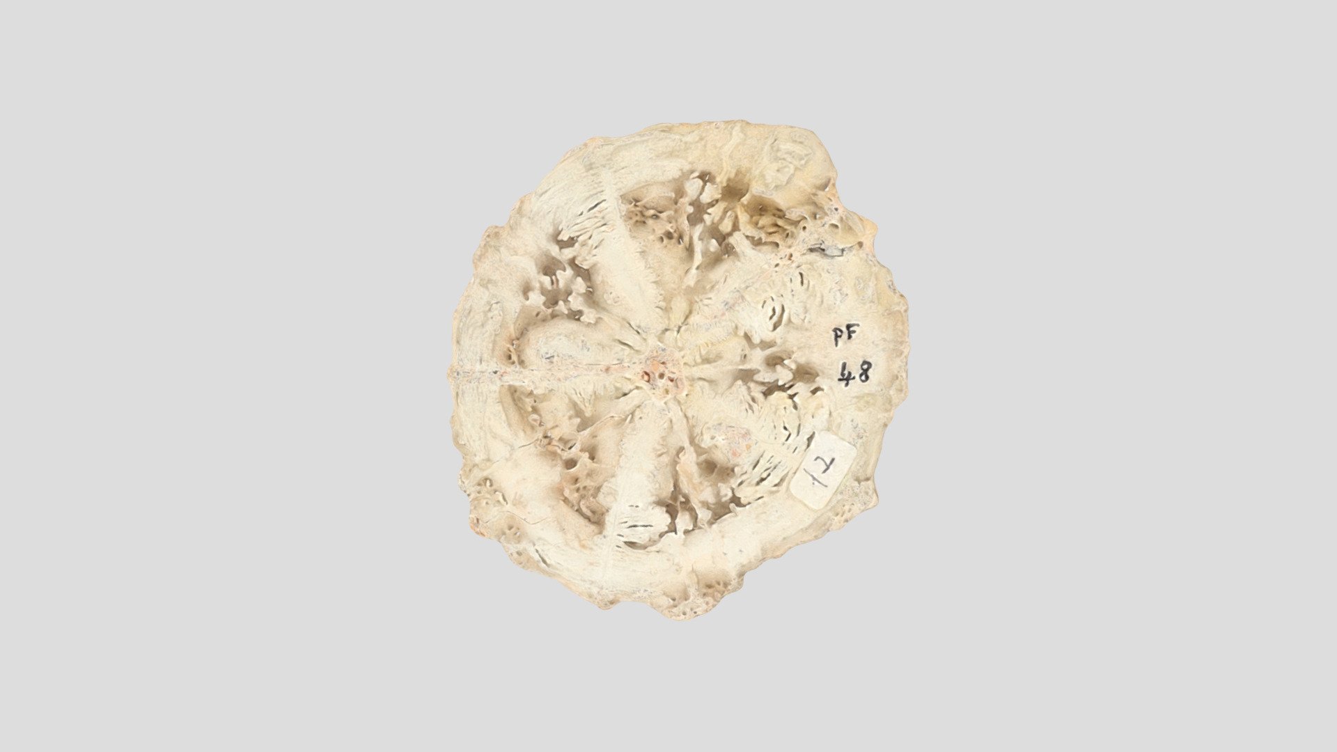 Clypeaster - 3D model by SMA-UniGe [ea1d1fd] - Sketchfab