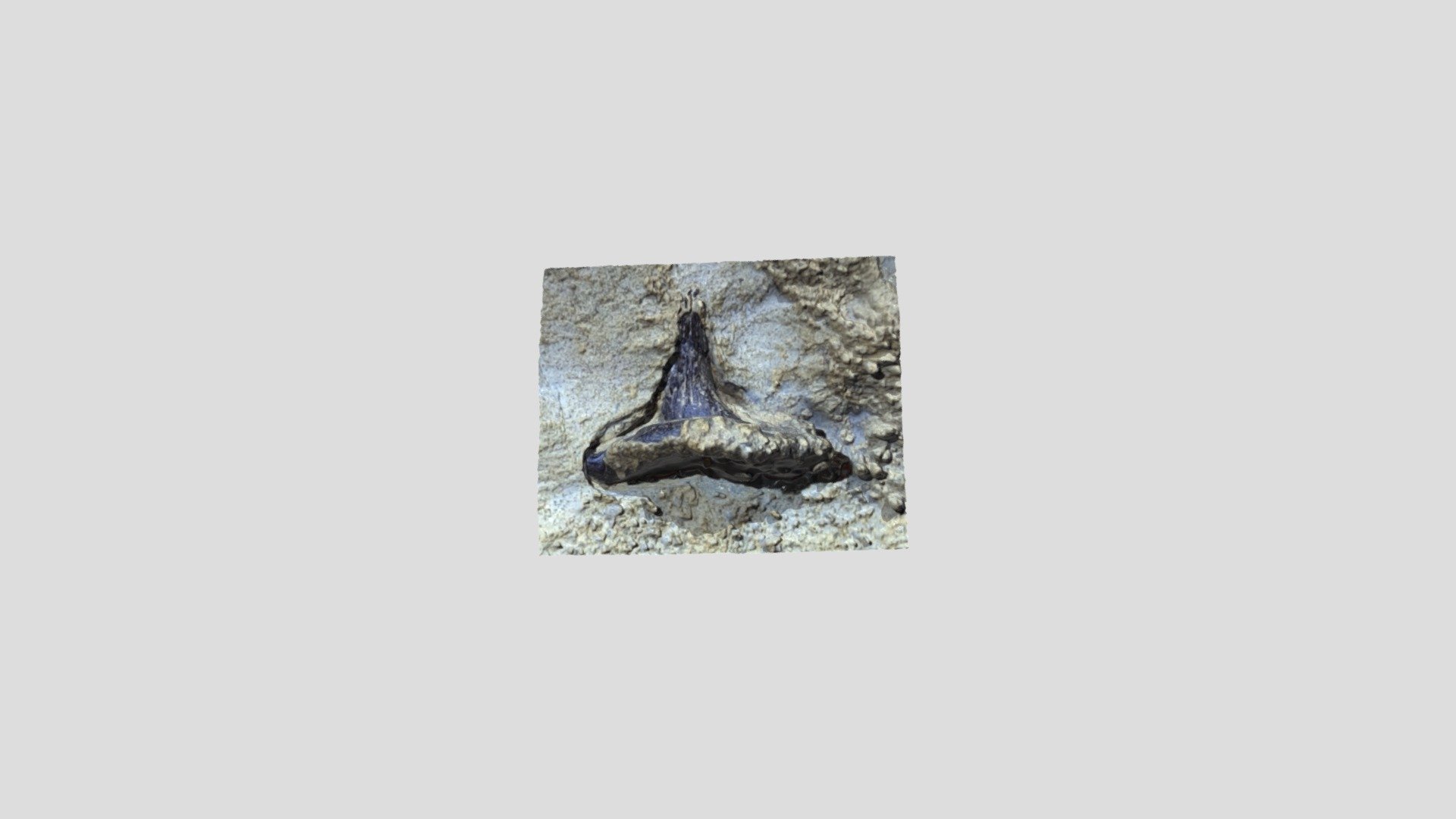 Shark Tooth - Download Free 3D model by jamus2013 [ea1fbb4] - Sketchfab
