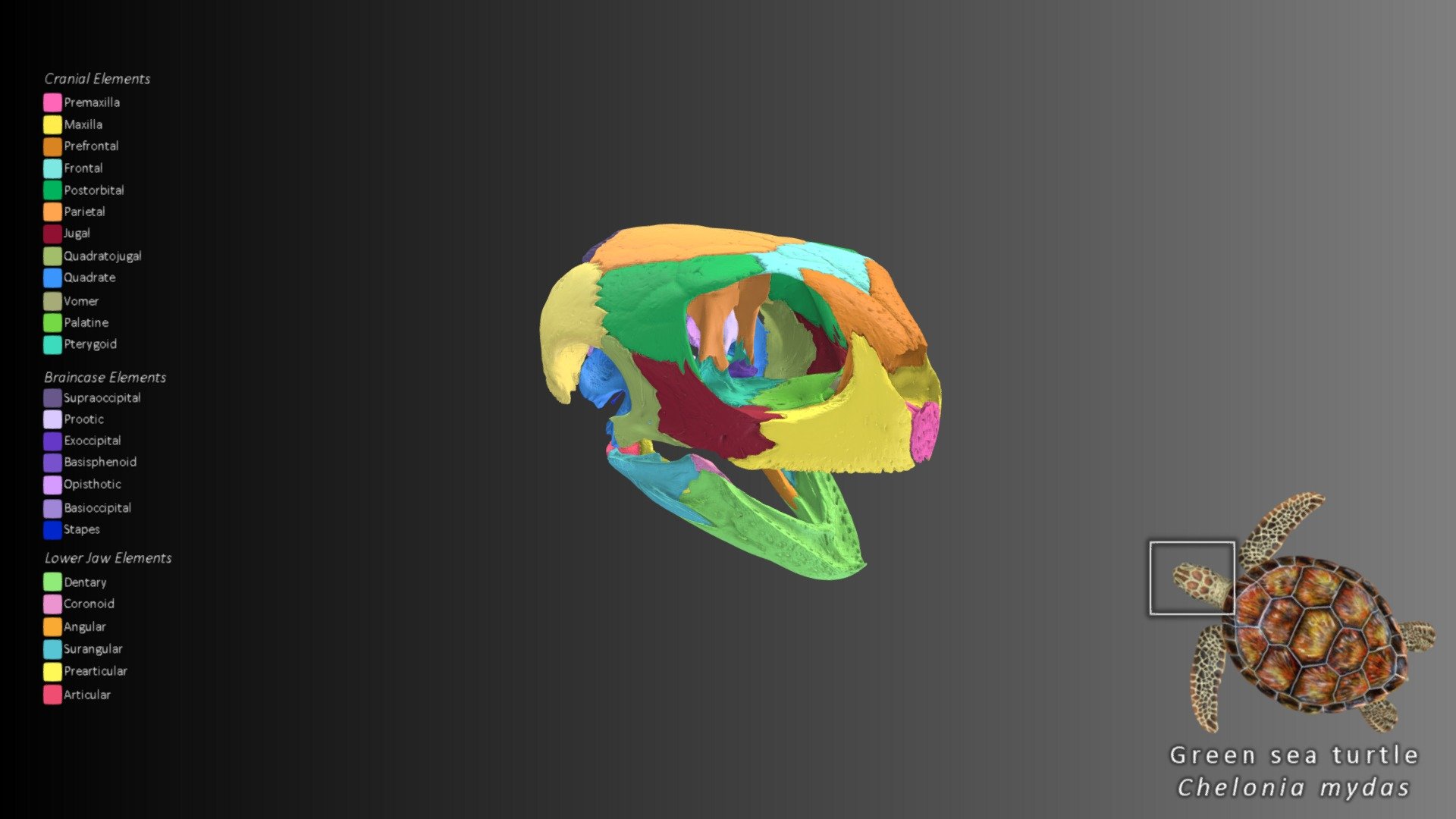 Green Sea Turtle Skull Anatomy - 3D model by Blackburn Lab (@ufherps ...