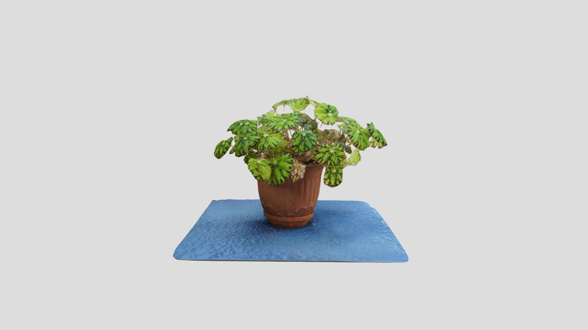 Begonia bowerae R.Ziesenh. – Бегония Бауэра - 3D model by malinaaaa ...