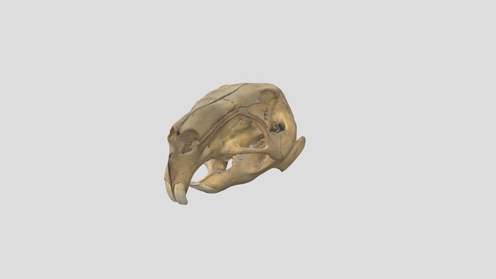 Capybara 3D models - Sketchfab
