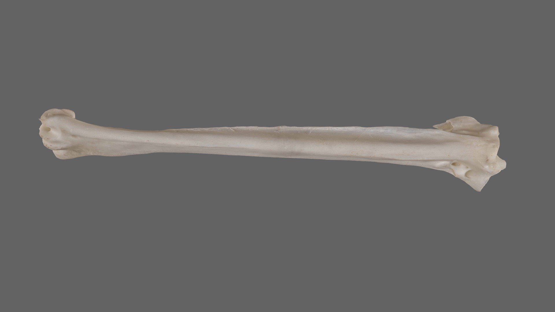 Turdus merula E - 3D model by VirNat [ea29184] - Sketchfab