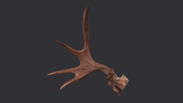 Antlers 3D models - Sketchfab