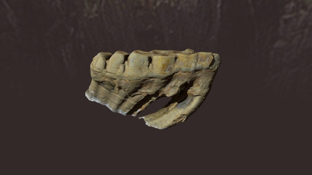 Gomphotherium Lower Tooth - 3D model by Nebraska Public Media ...