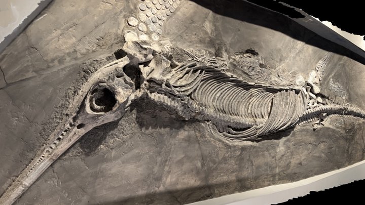 Ichthyosaurs 3D models - Sketchfab