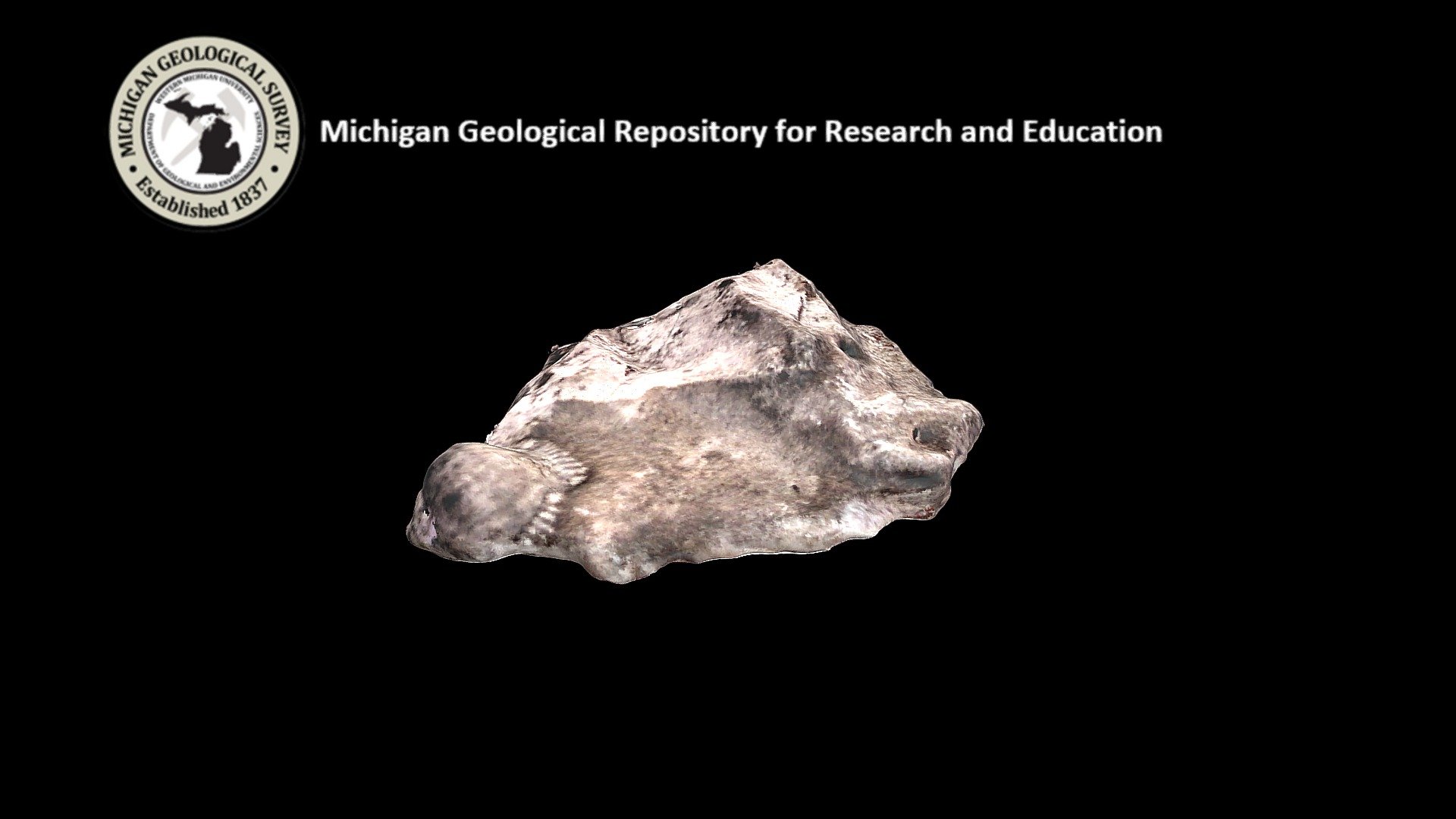 Cordell Dolomite with Brachiopod - Download Free 3D model by MGRRE ...