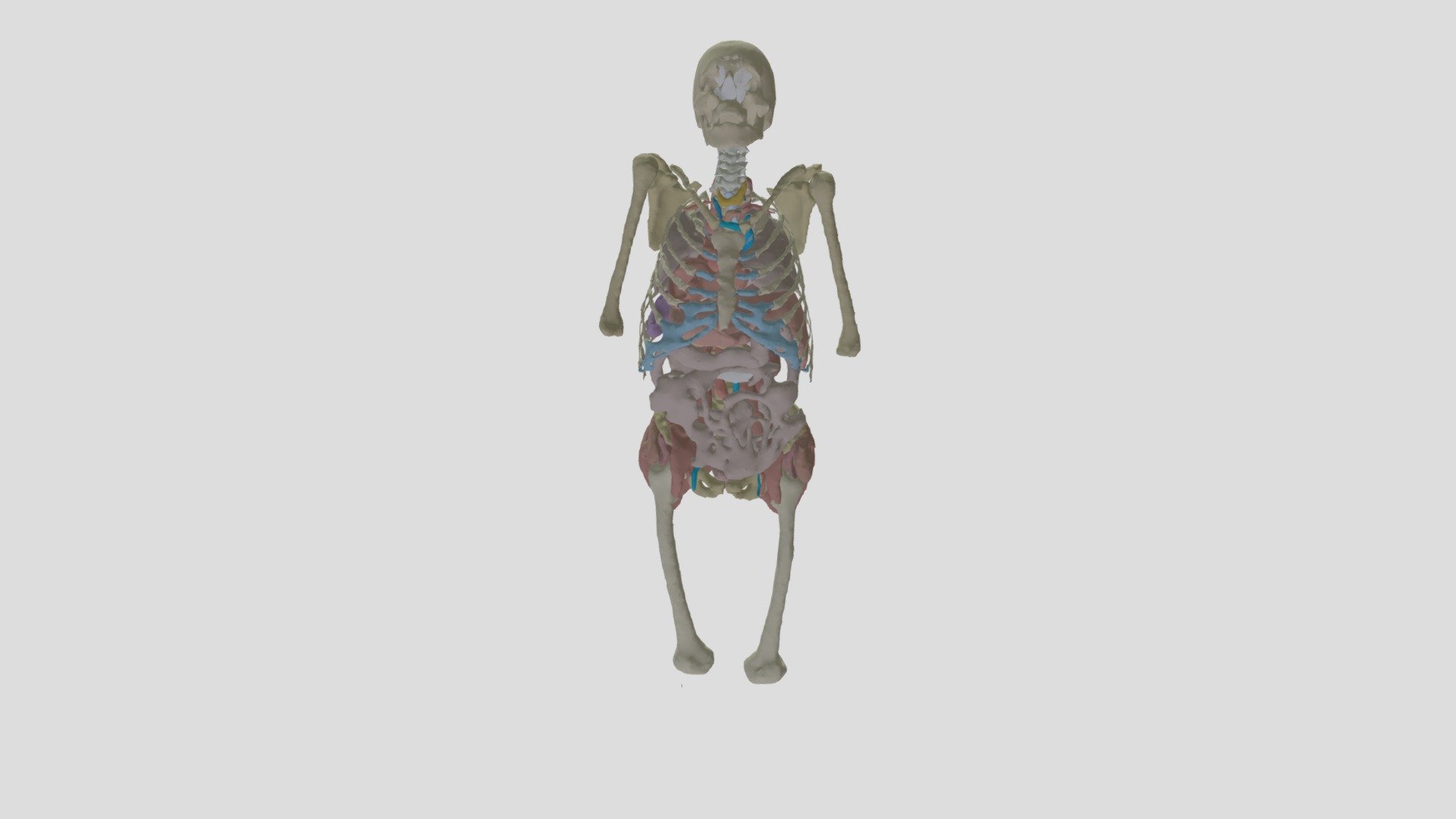 Situs Inversus Cadaver Segmented - 3D model by wohlferta [ea31d2d ...