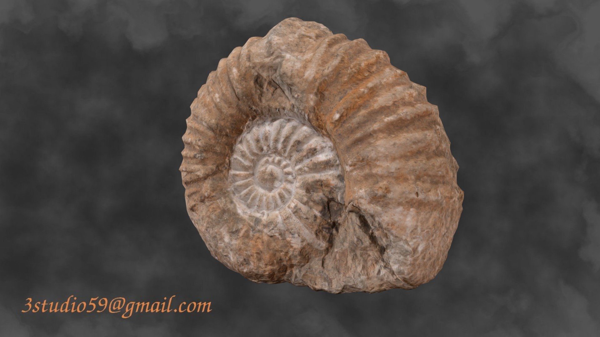 Ammonite fossil - 3D model by 3studio59 [ea31d5f] - Sketchfab