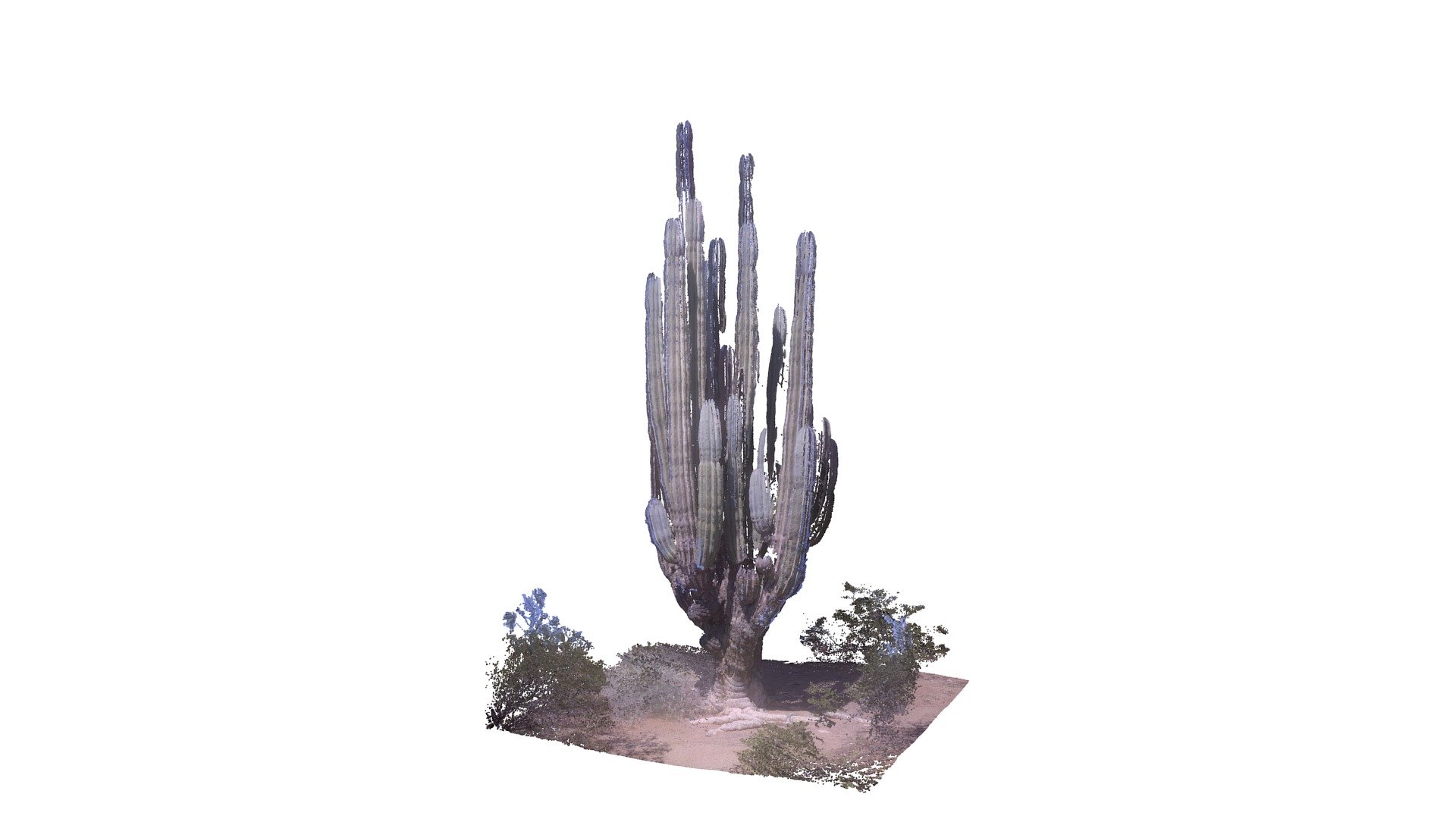 ANCIENT GIANT CARDON | SONORA MEXICO - 3D model by kaajoame [ea32e4b ...
